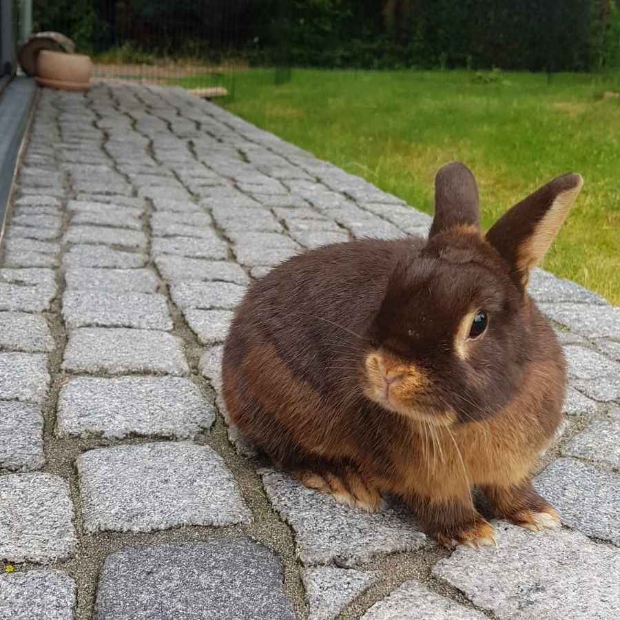 What's up Simba? | Scrolller