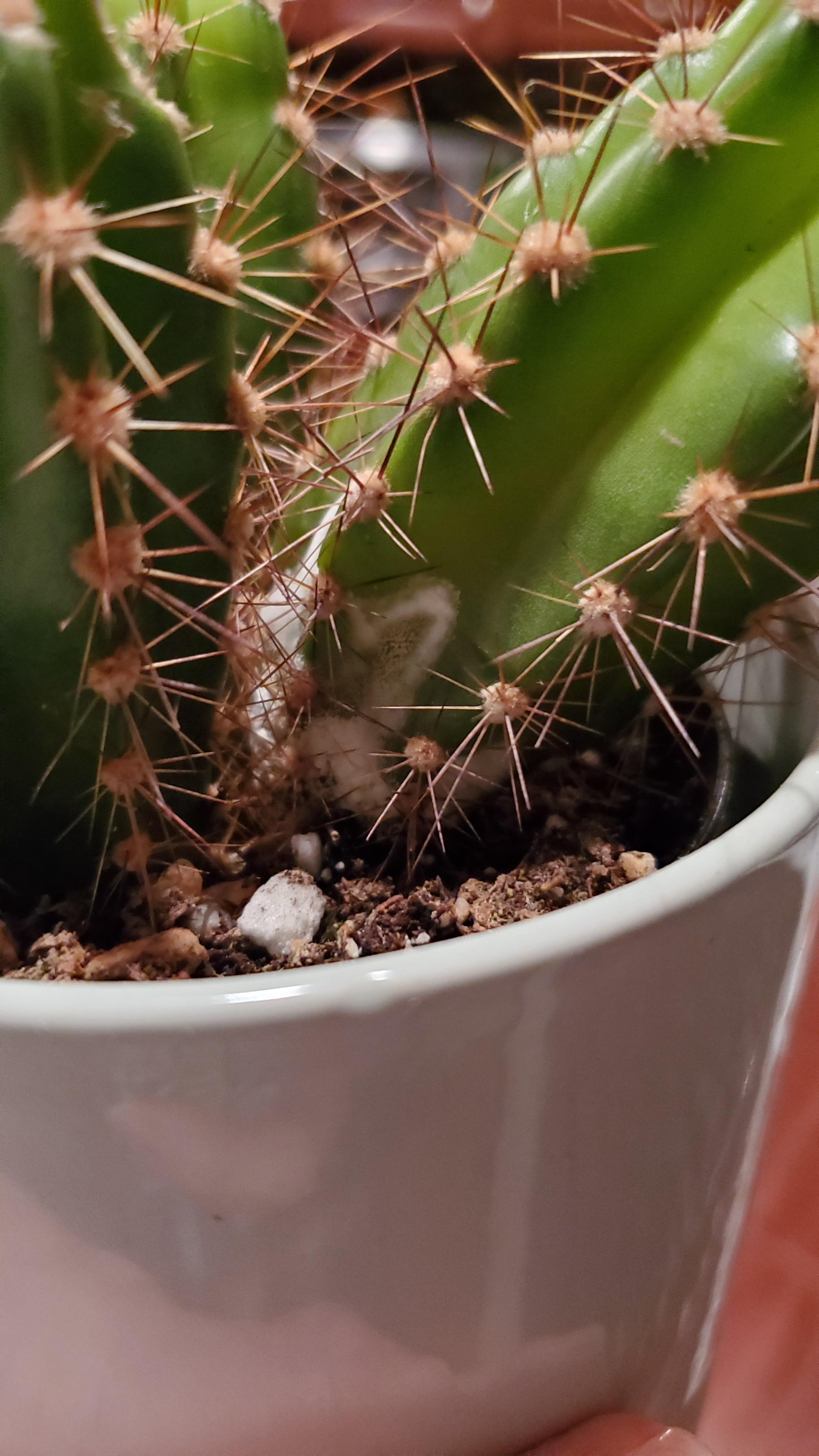 What's wrong with my cactus? | Scrolller