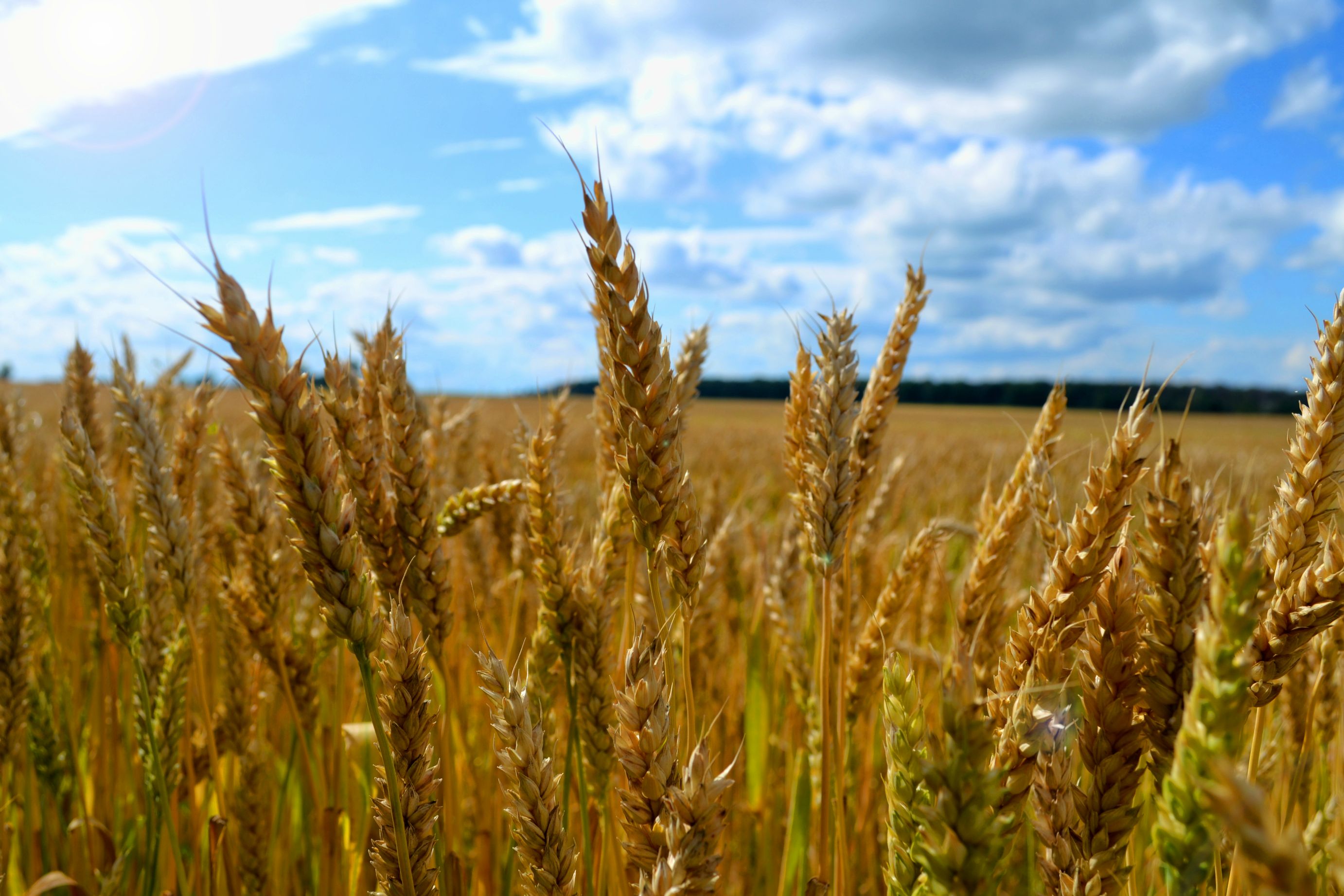 Wheat field nearly ready for harvest in Mid-Michigan (x-post /r/farming) [4608x3072] | Scrolller