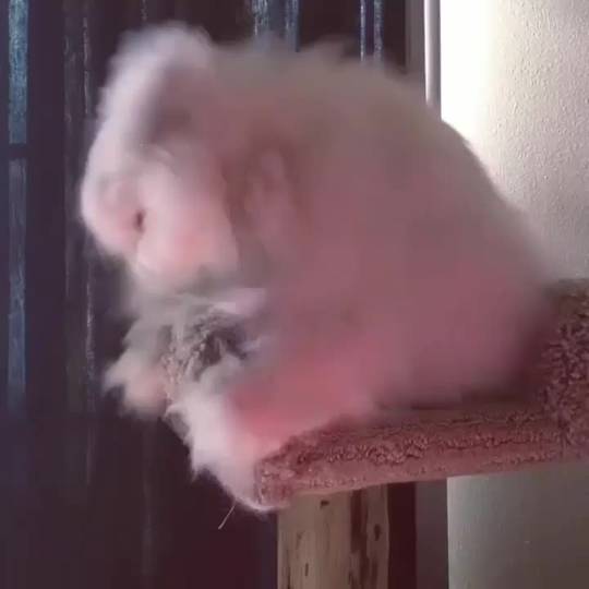 When fluff balls attack, no catpost is safe. | Scrolller