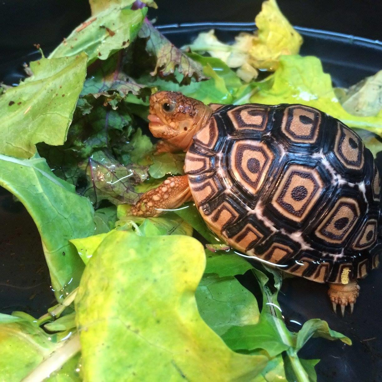 When my leopard tortoise was a baby | Scrolller
