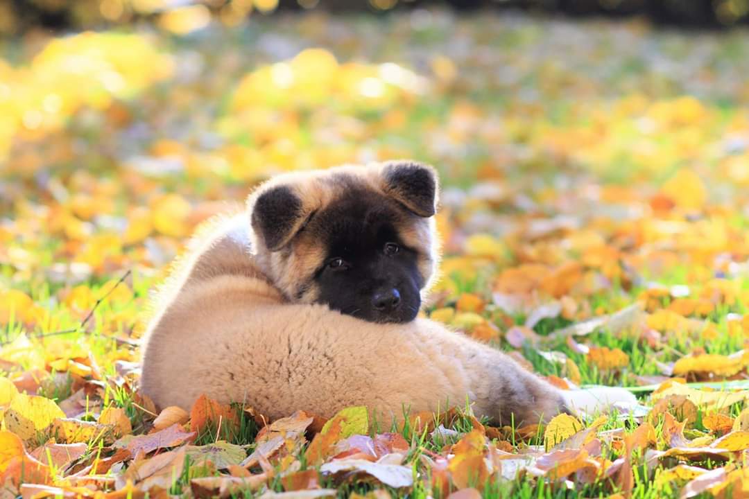 When Taiko was just a pupper | Scrolller