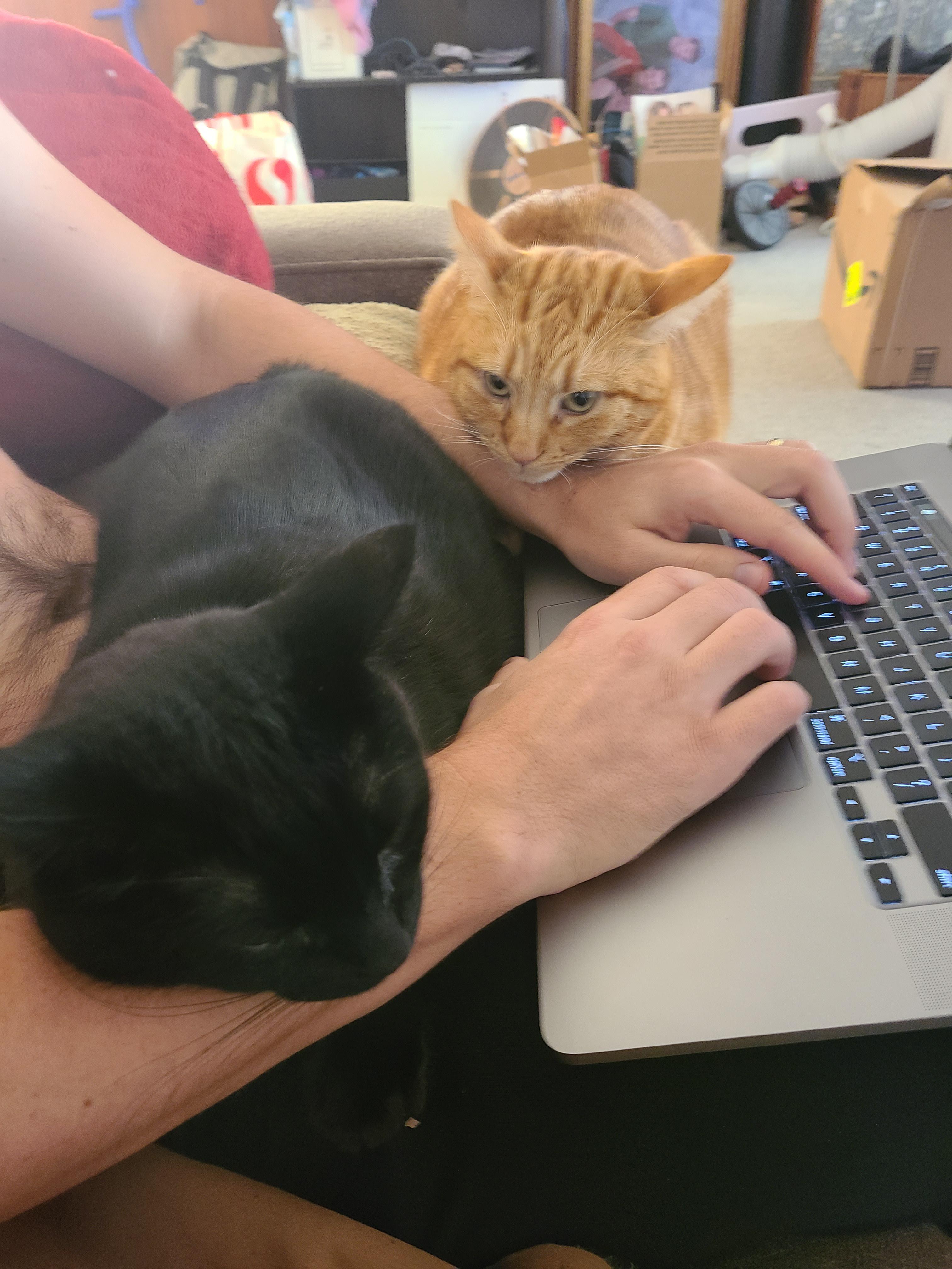 When the lap is tooked | Scrolller