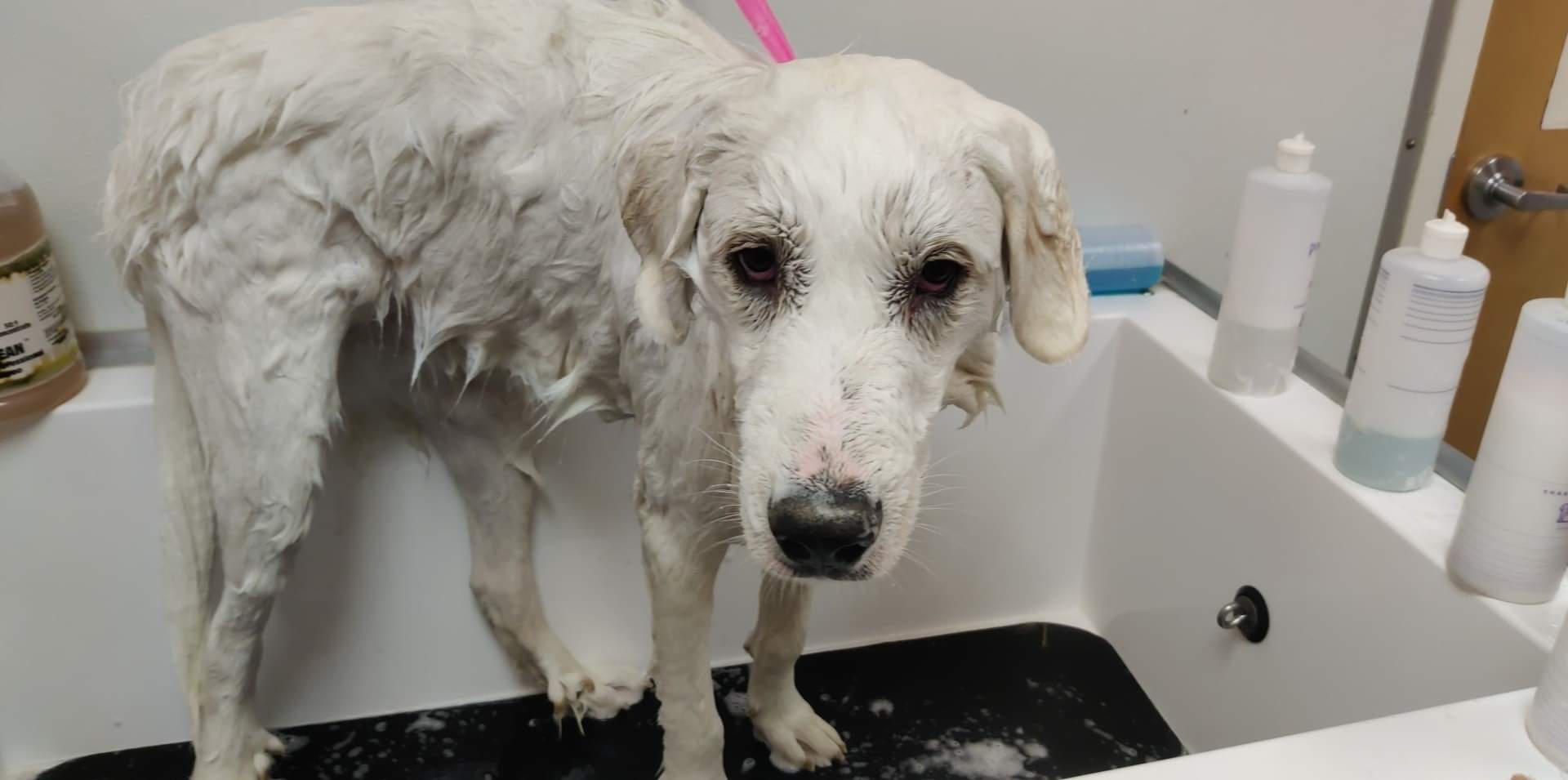 When You Give a Pyr a Bath... The Guilt Trip Lasts for Hours | Scrolller