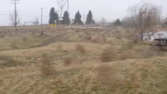 When you set tumbleweeds to "lots" | Scrolller