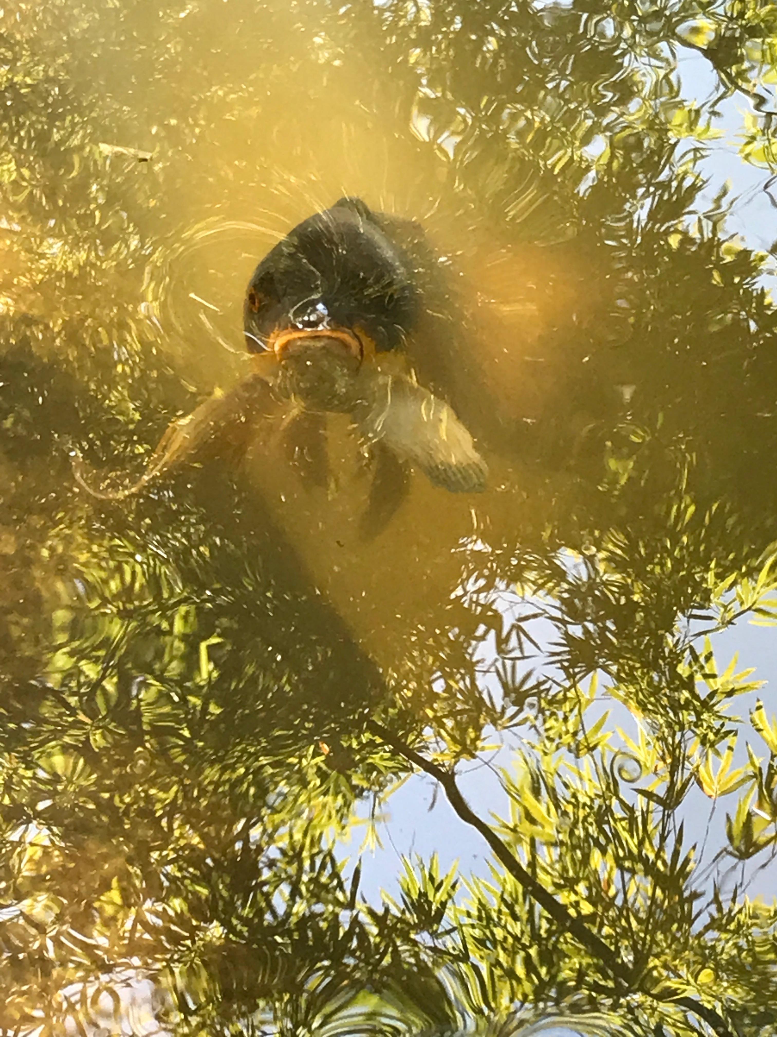 Where’s Waldo-koi? | Scrolller