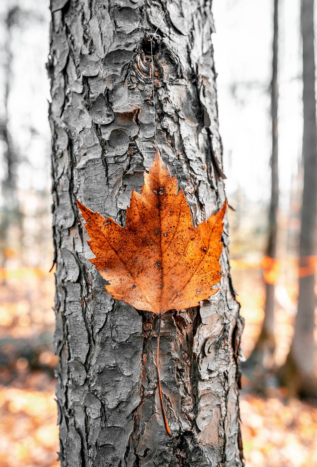 While out taking photos saw maple leaf hanging on spider silk | Scrolller