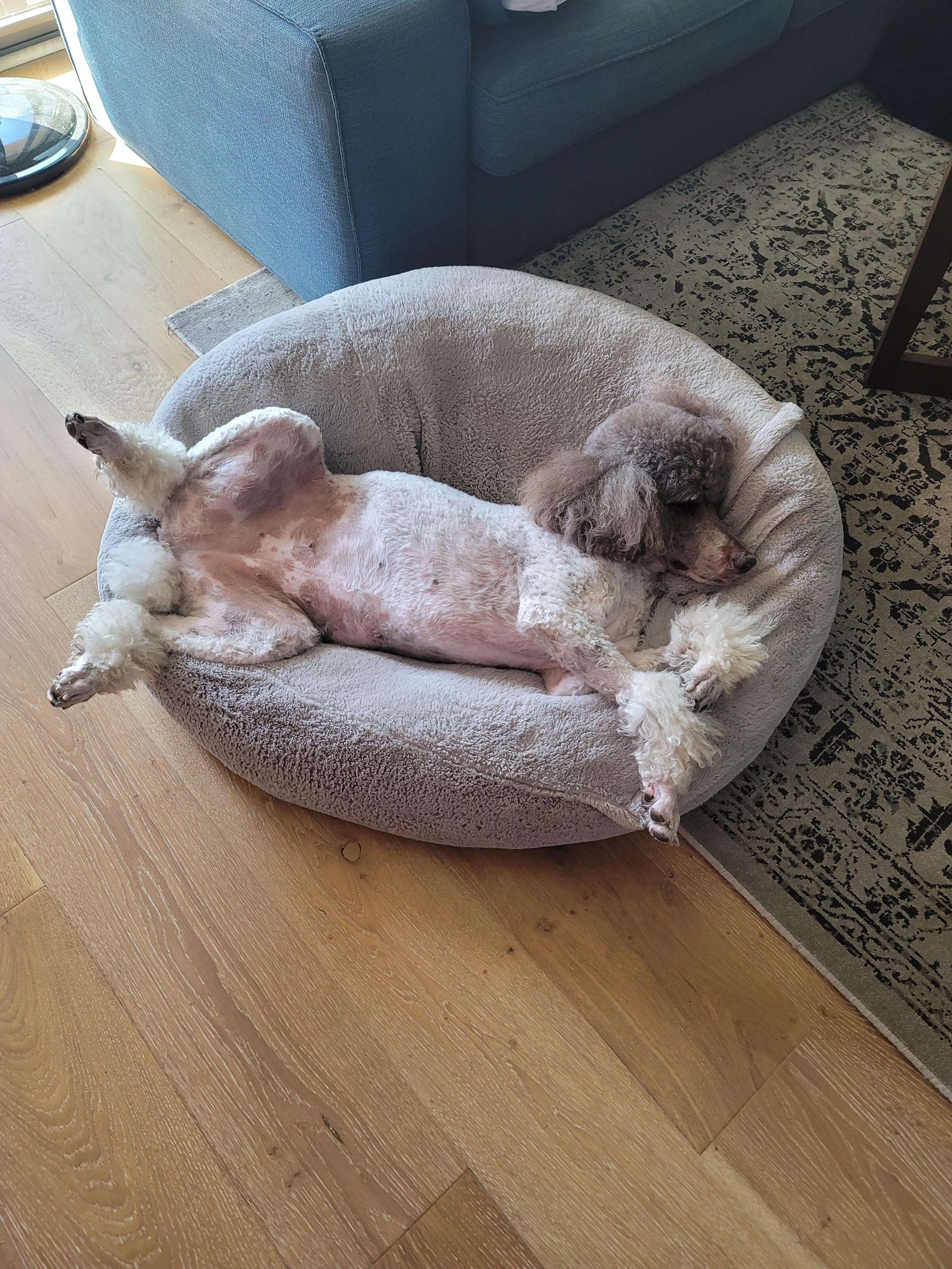 While You're At It Feel Free to Rub My Belly. | Scrolller