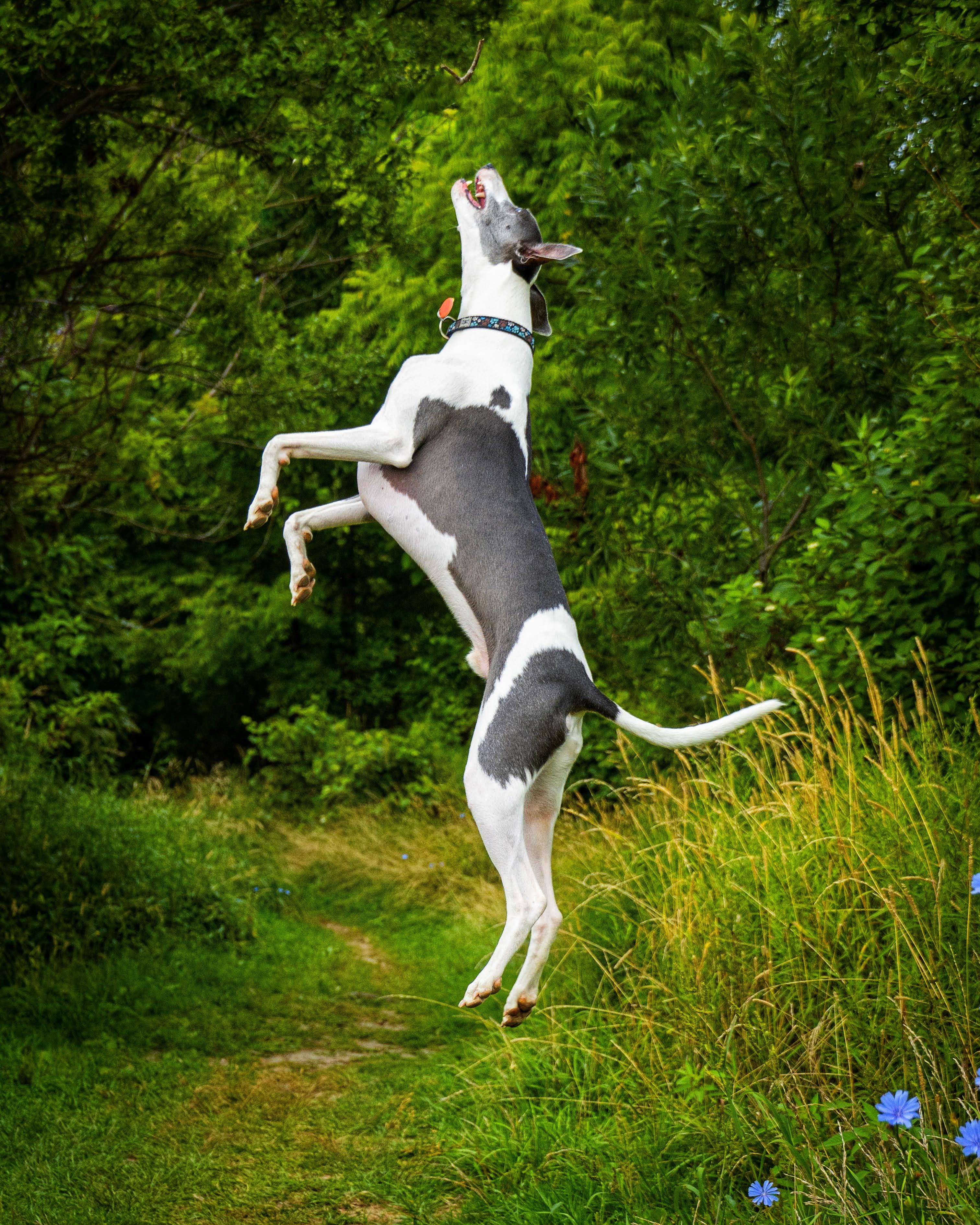 Whippet taking off | Scrolller