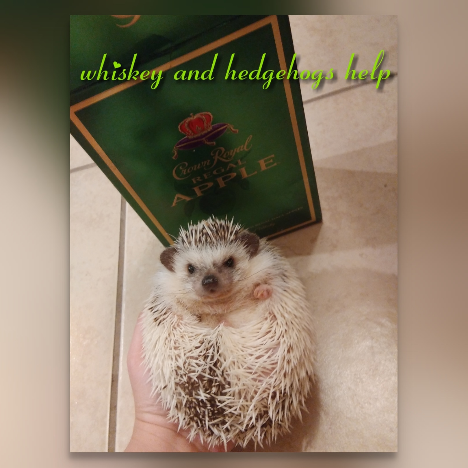 Whiskey and hedgehogs help💚 | Scrolller