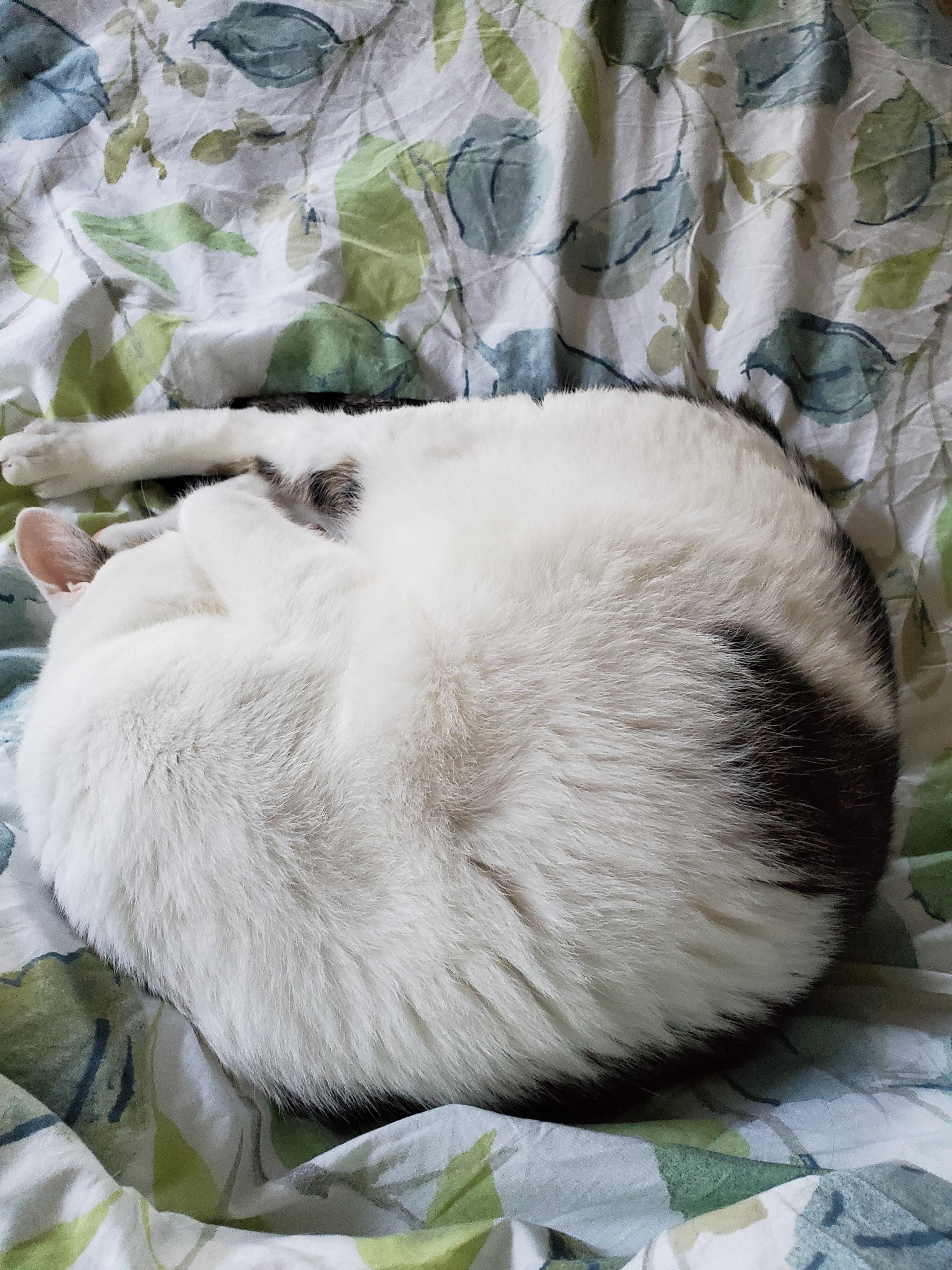 White catball | Scrolller