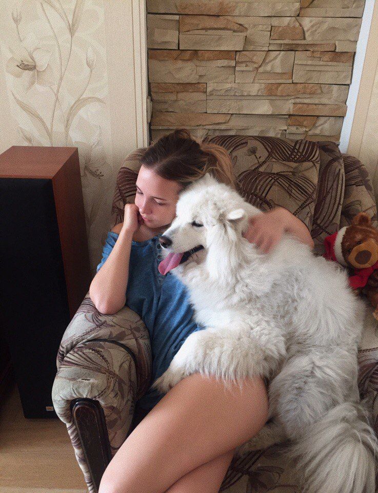 White dog | Scrolller