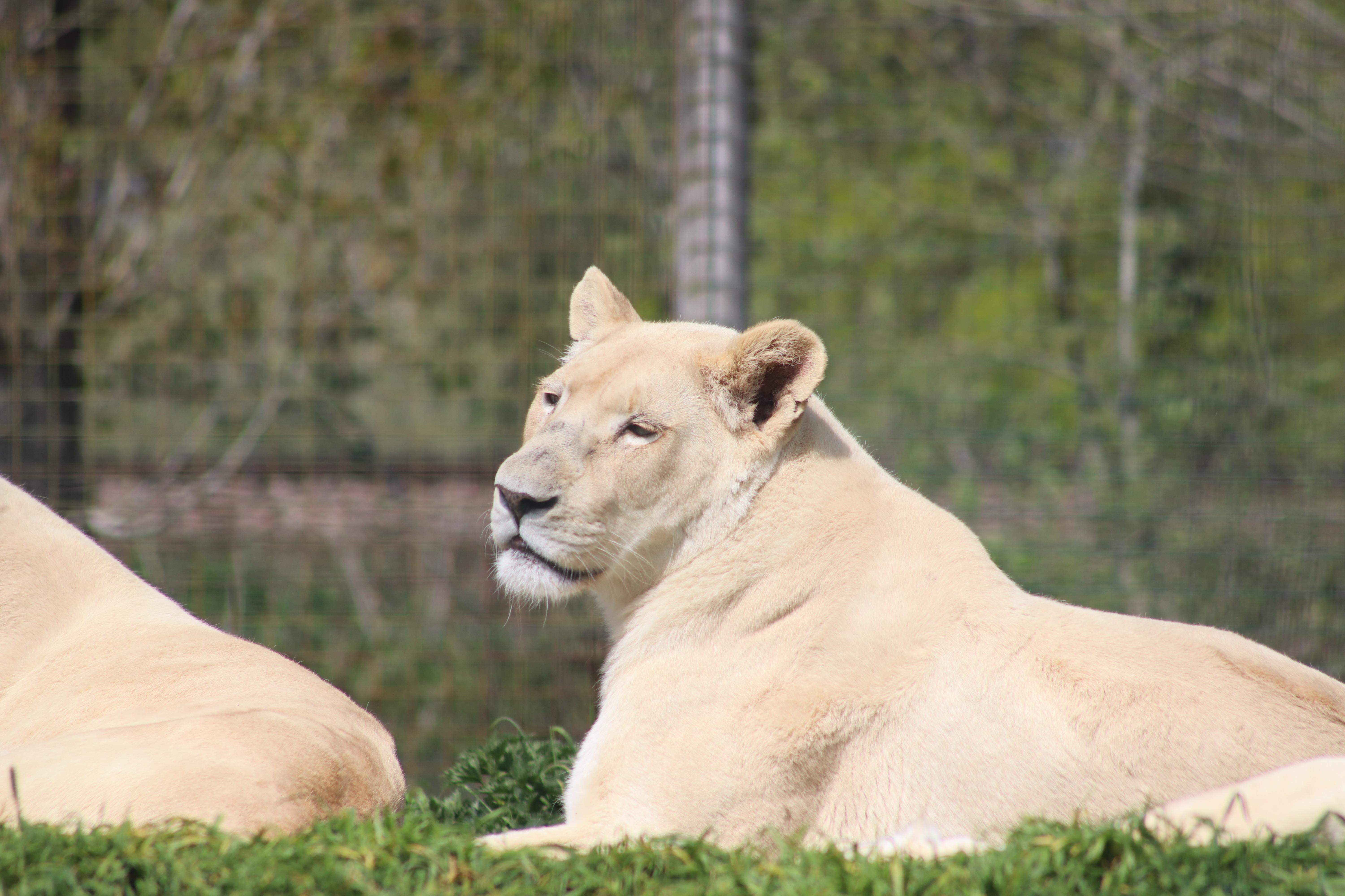 White lion | Scrolller