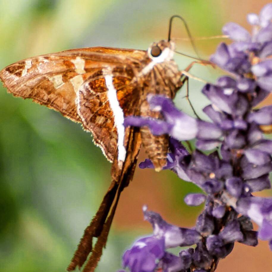 White striped Longtail Skipper [OC] | Scrolller