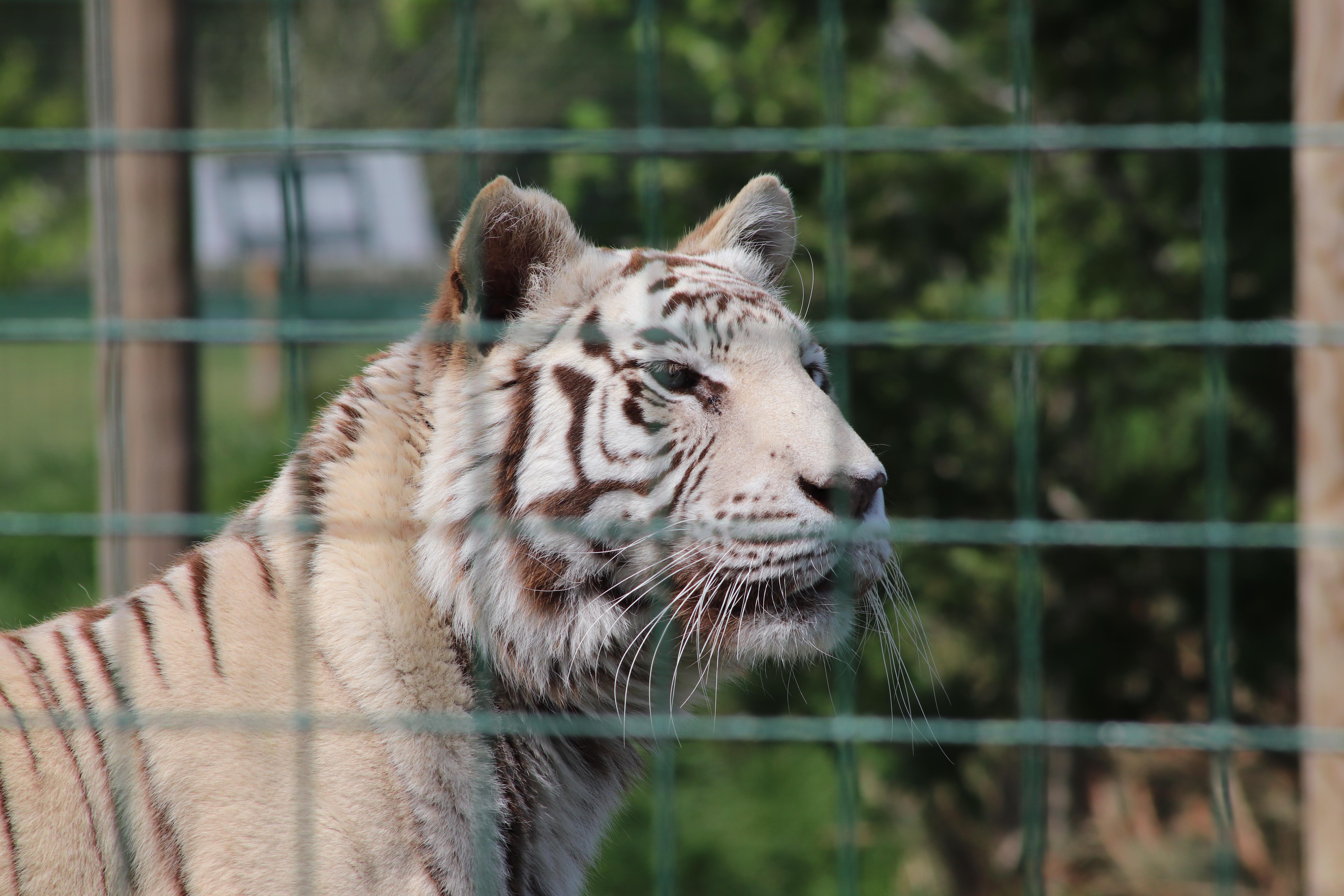 White tiger | Scrolller