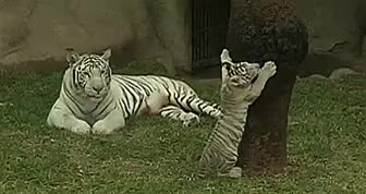 White tiger cub | Scrolller