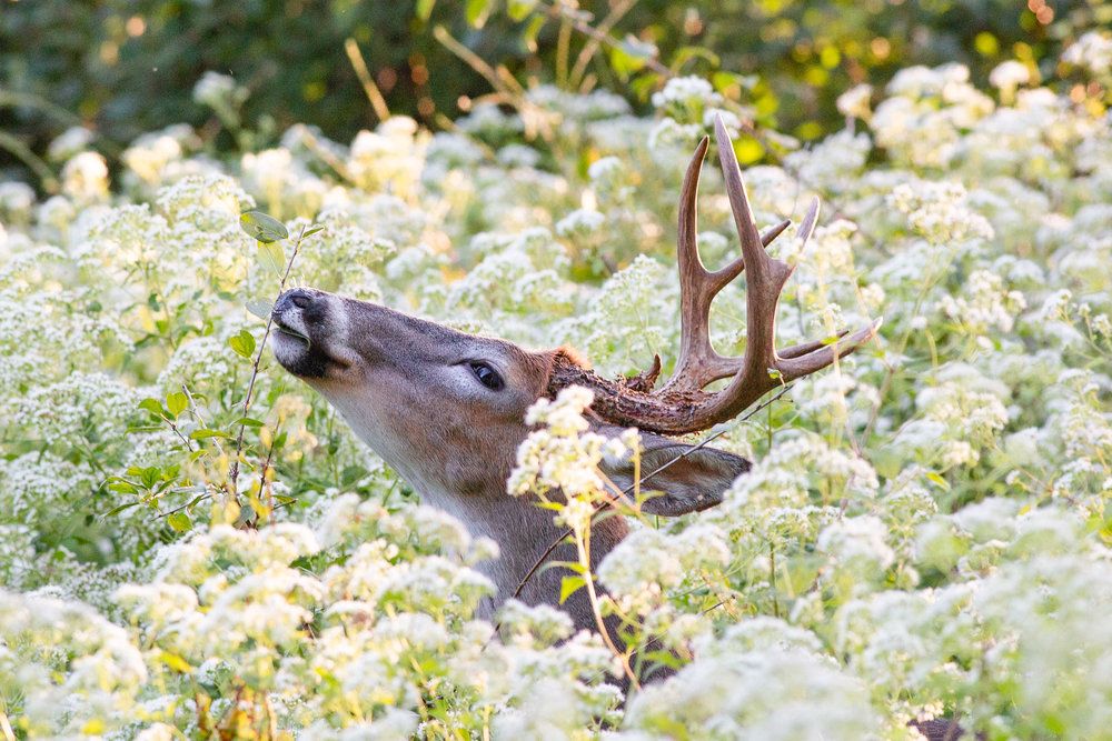 Whitetail Buck poking his head out of the brush | Scrolller