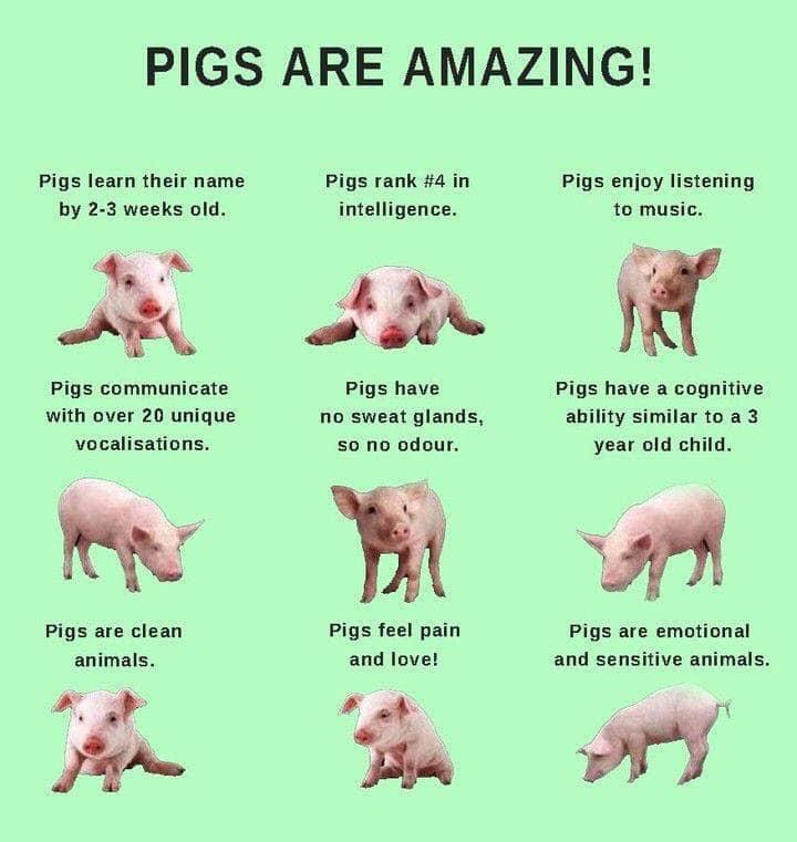 Who loves piggies? 🐷 👏👏 | Scrolller