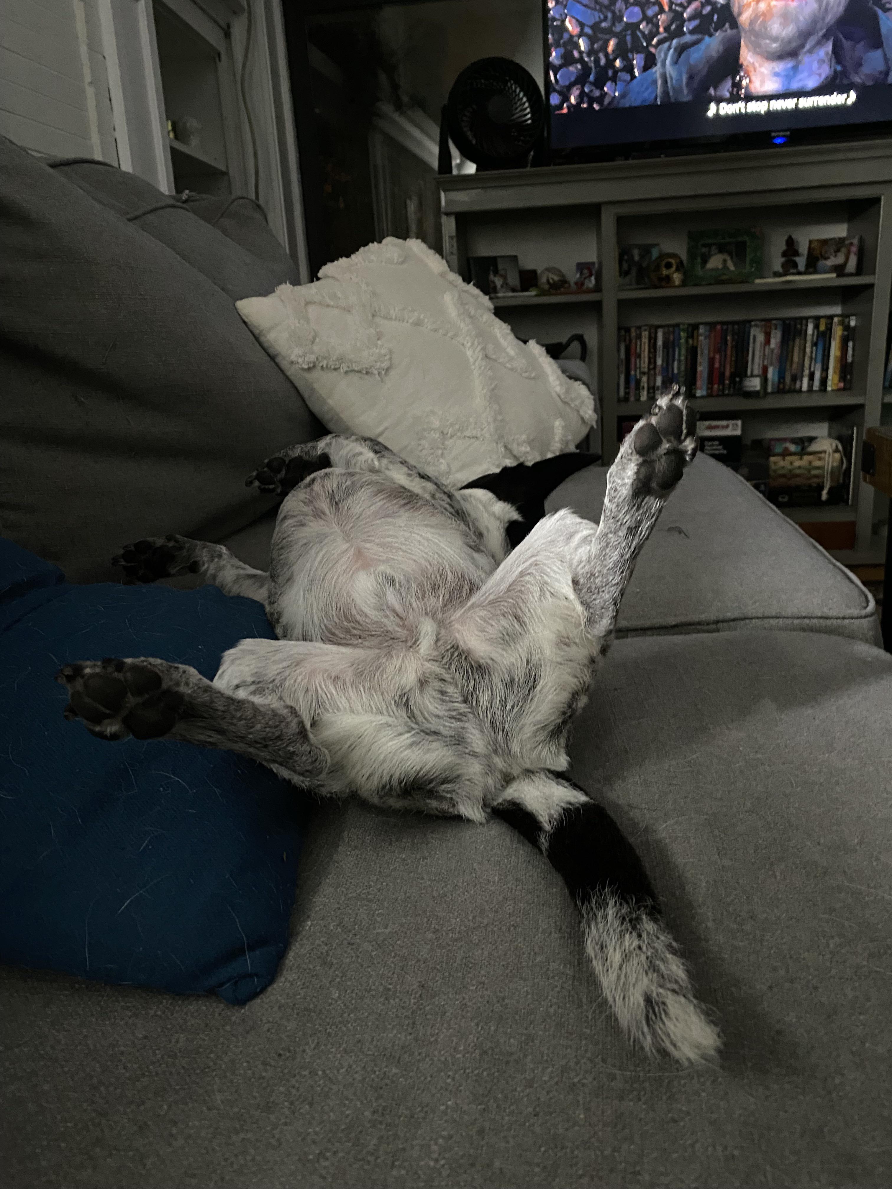 Who Sleeps Like This Scrolller 7326
