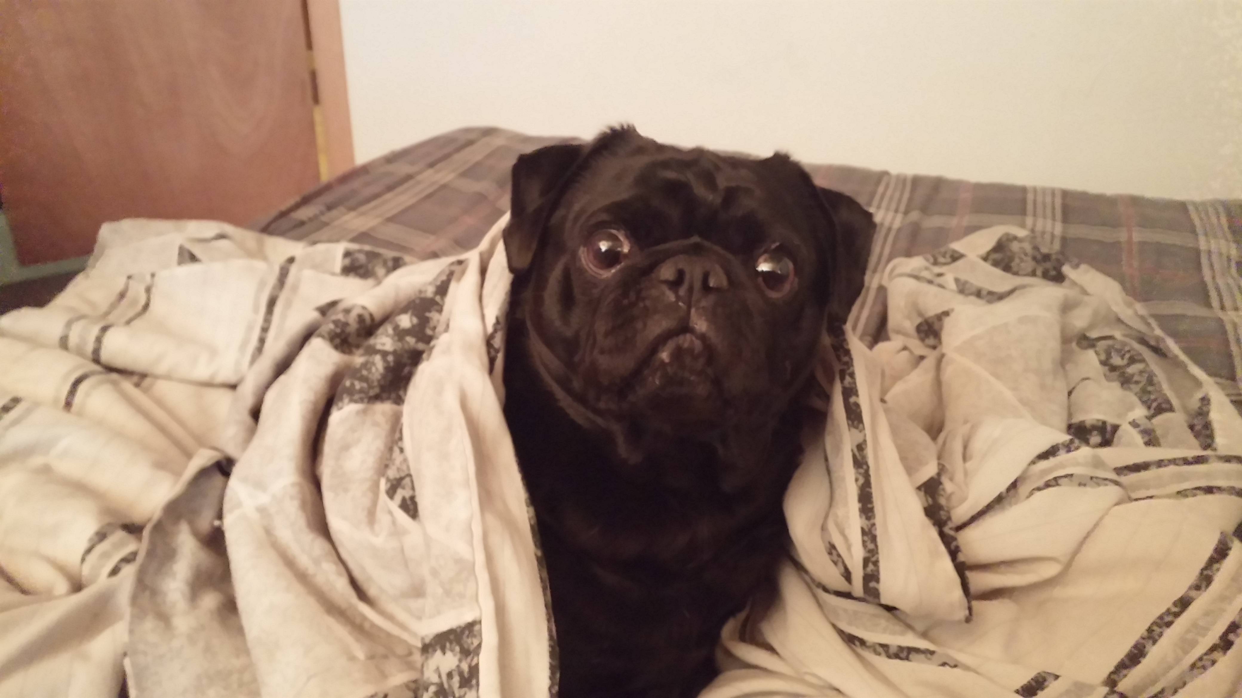 Who's a pug? | Scrolller