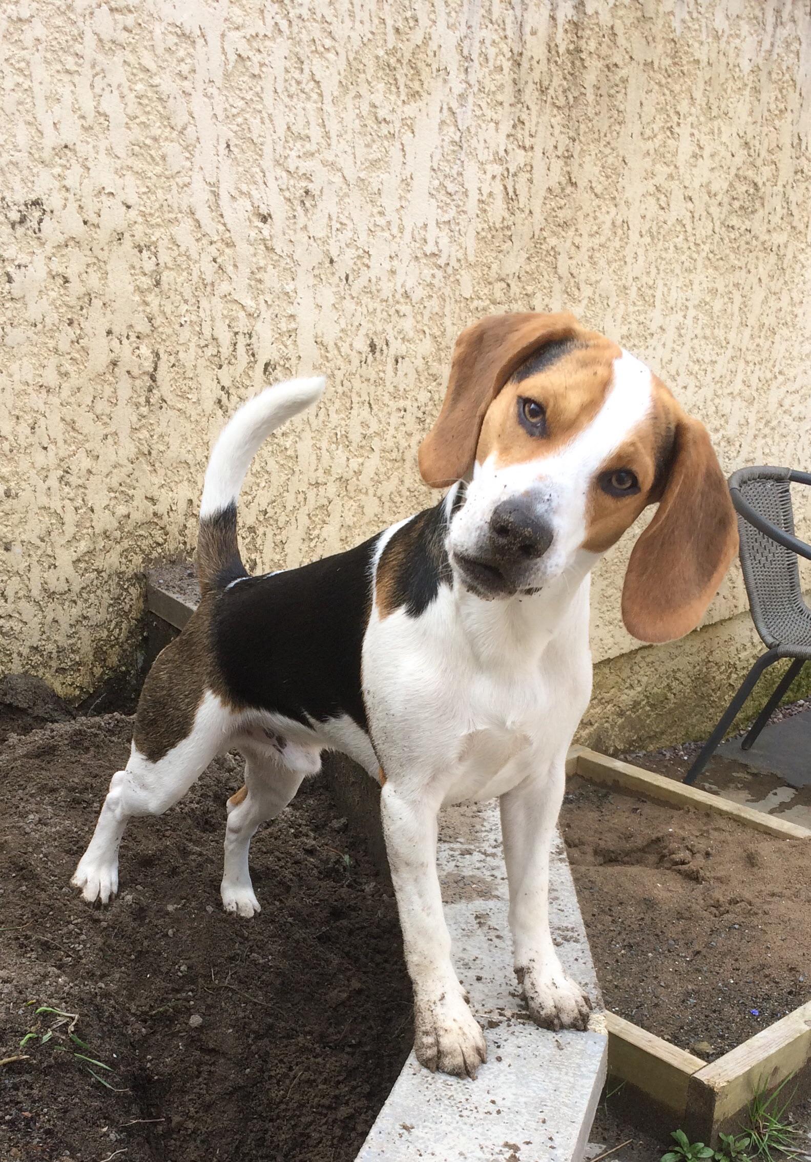 Why are beagles so good at extreme head tilts?? | Scrolller