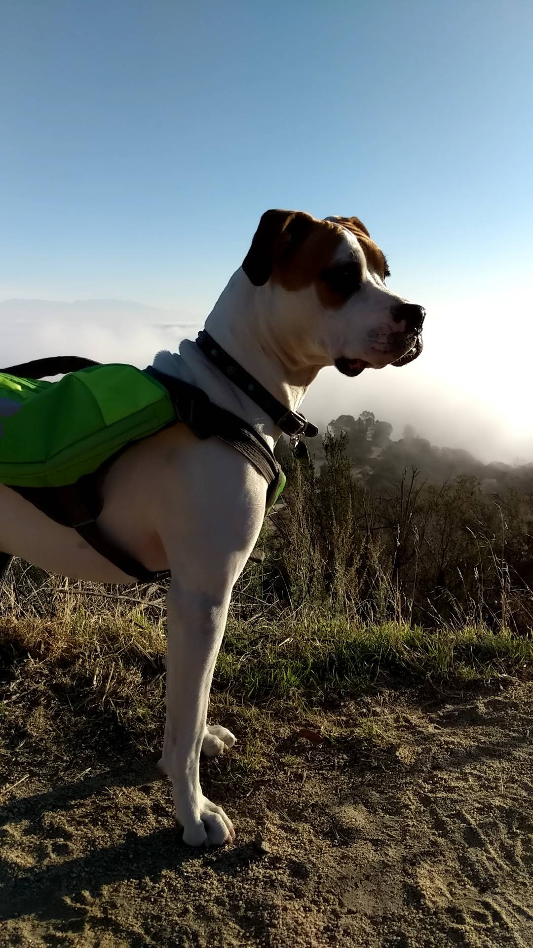 Why are dogs with packs so cute?? | Scrolller