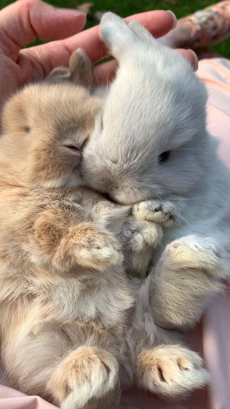 Why are they so cute. | Scrolller