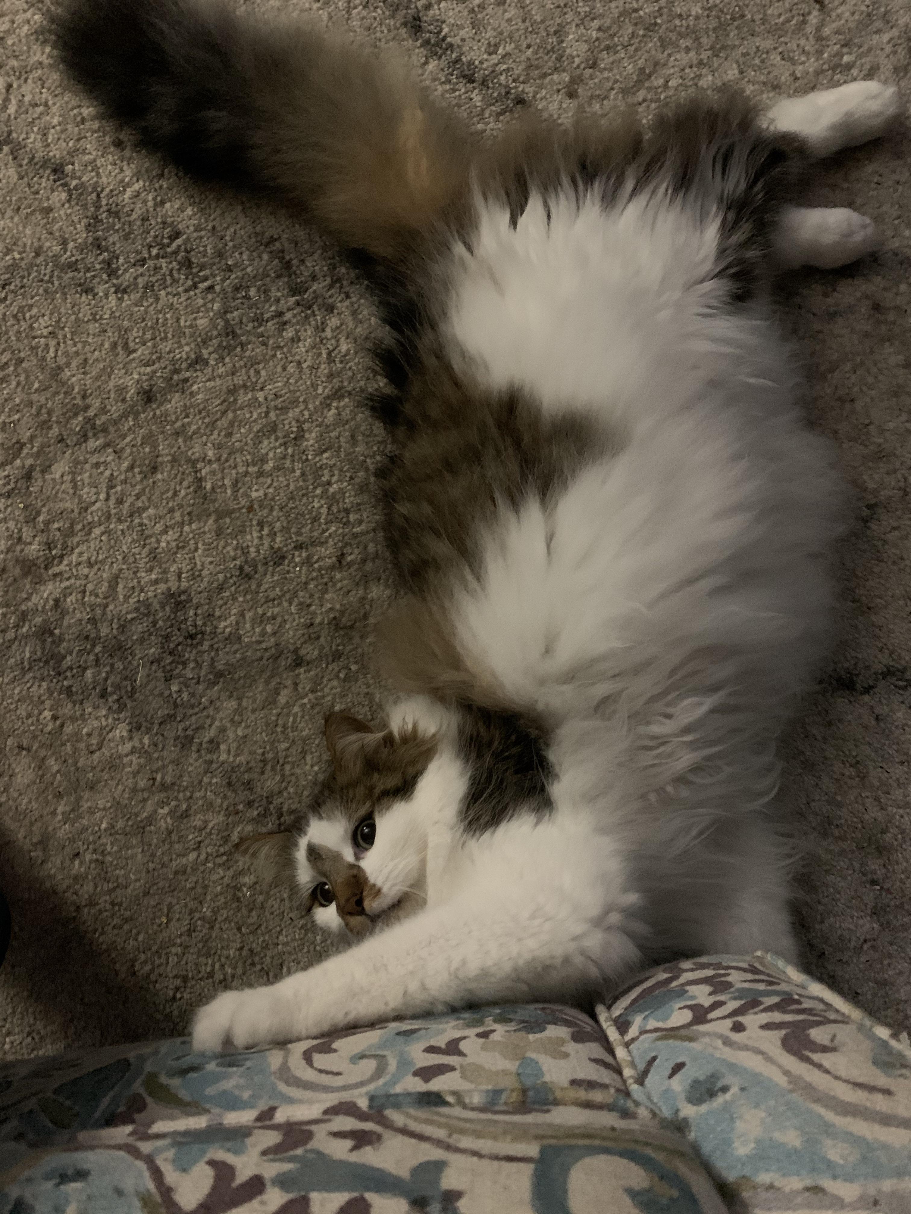 Why are they so weird | Scrolller