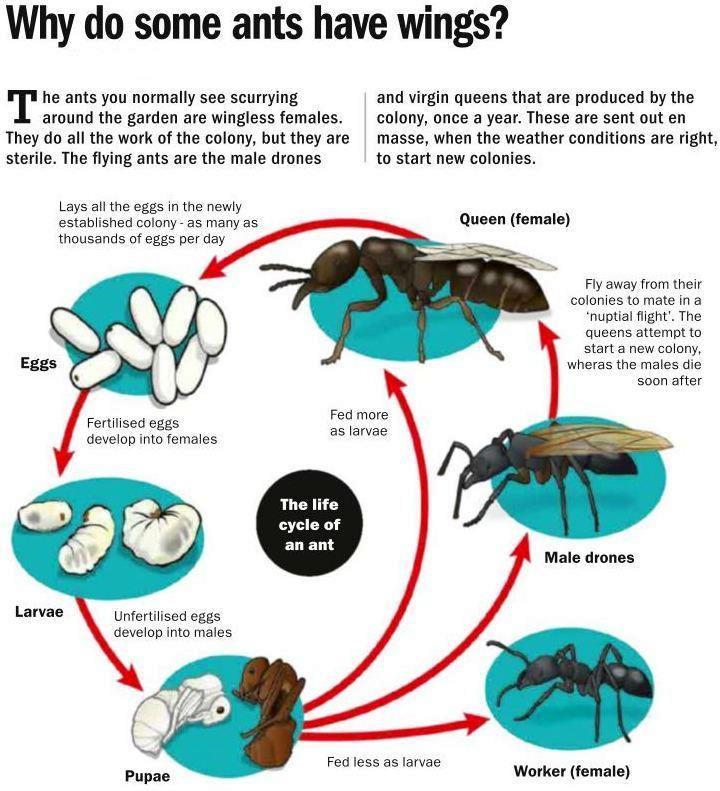 Why do some ants have wings? | Scrolller