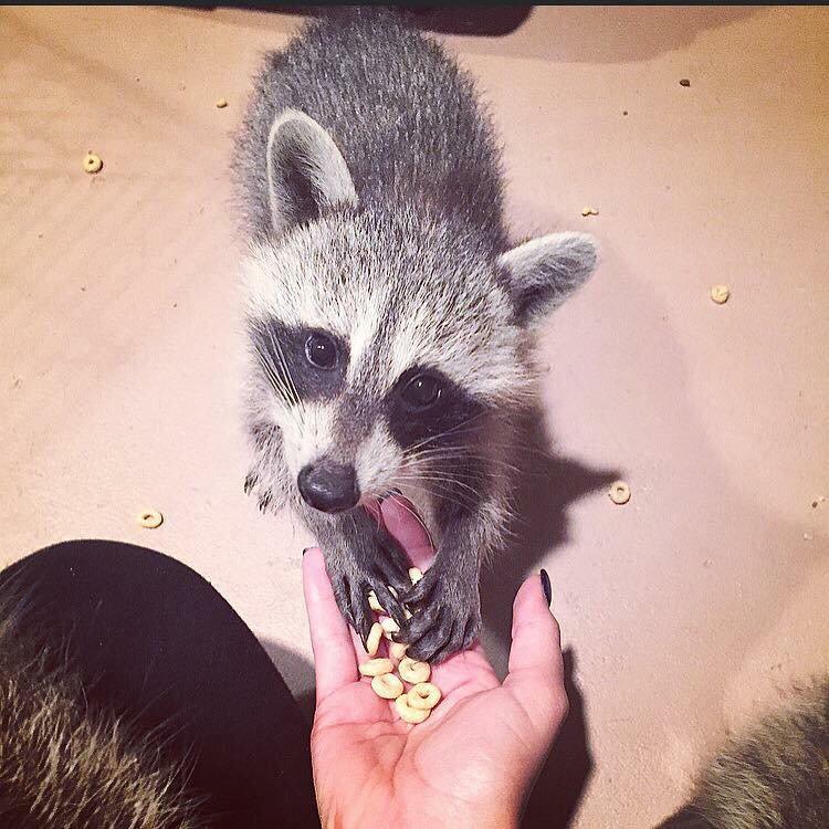 “Why yes, I would like some Cheerios!” | Scrolller