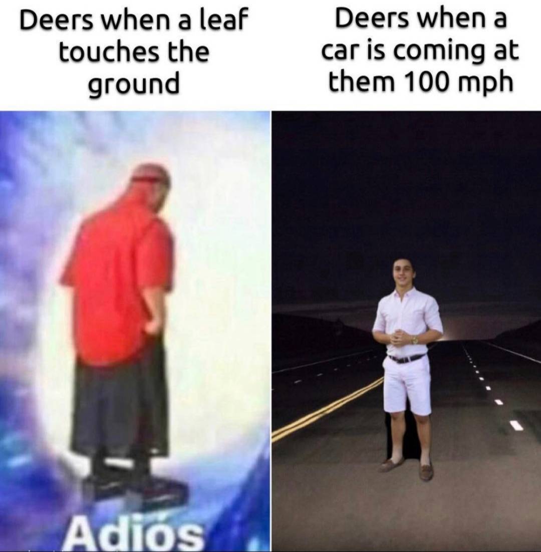 Why you gotta be like that deer | Scrolller