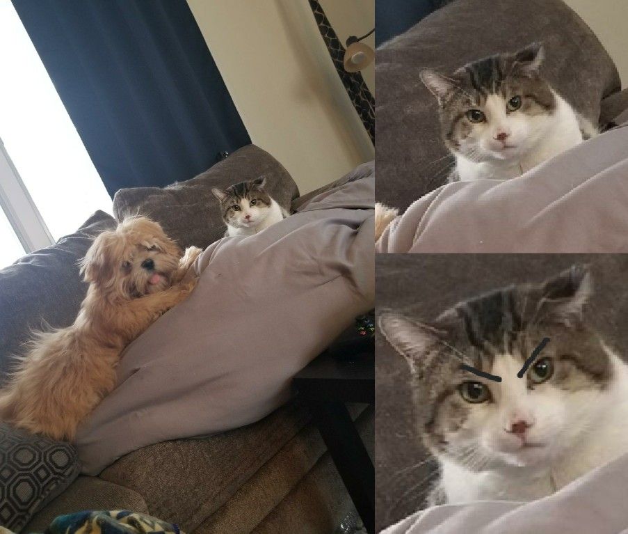 Wife says our new puppy and cat are finally getting along | Scrolller