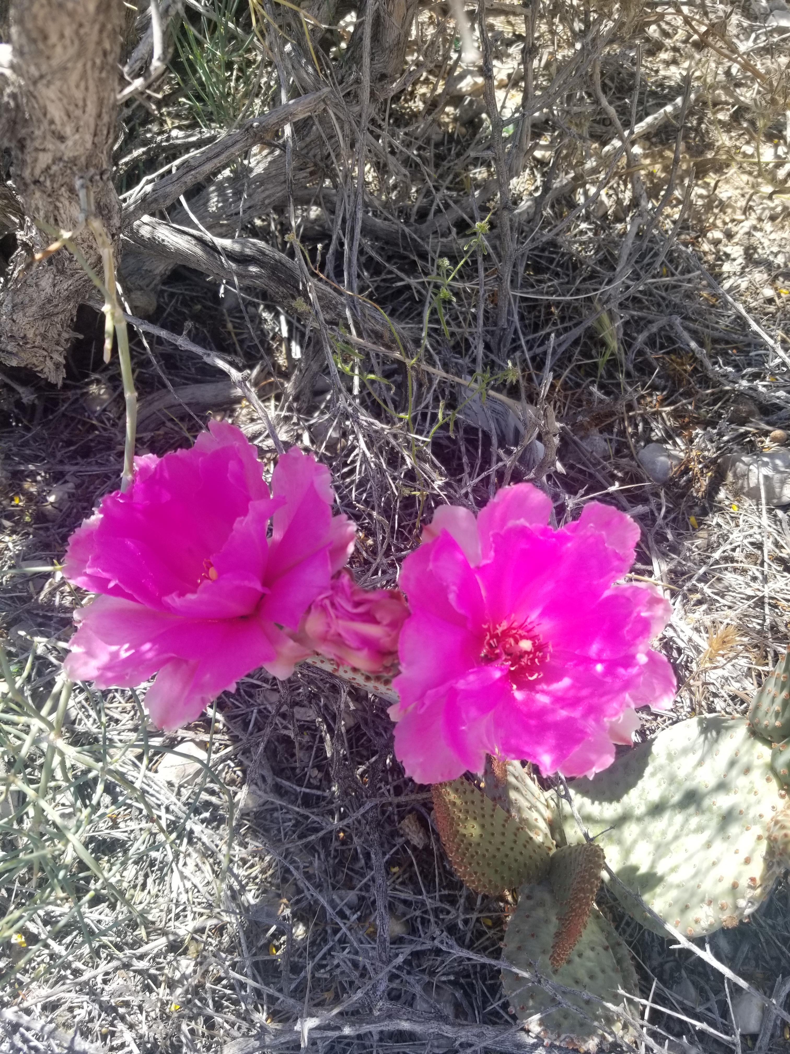Wild beavertail cactus hiding under a bush with 2 bright pink flowers in the Mojave desert of ...
