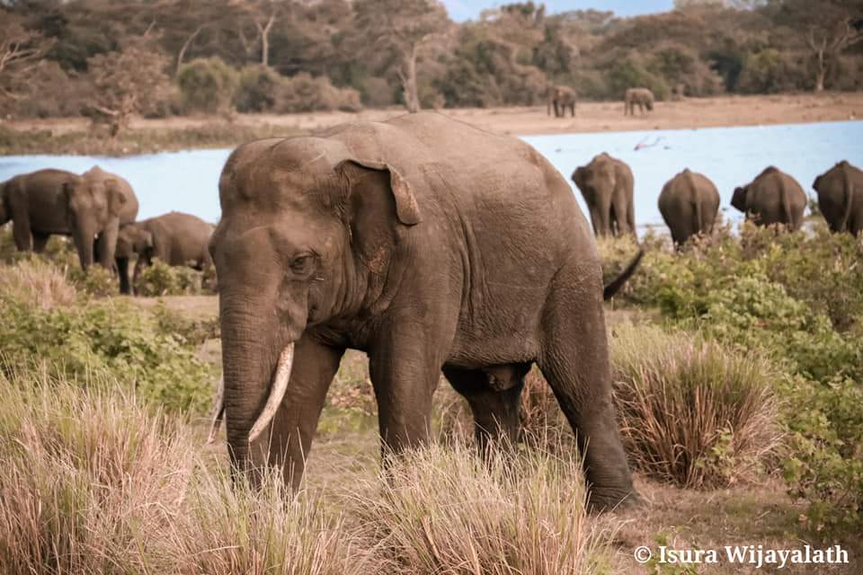 Wild elephants... | Scrolller