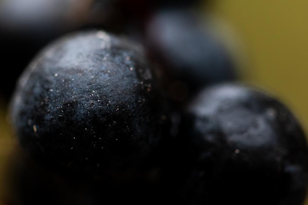 Wild grapes | Scrolller