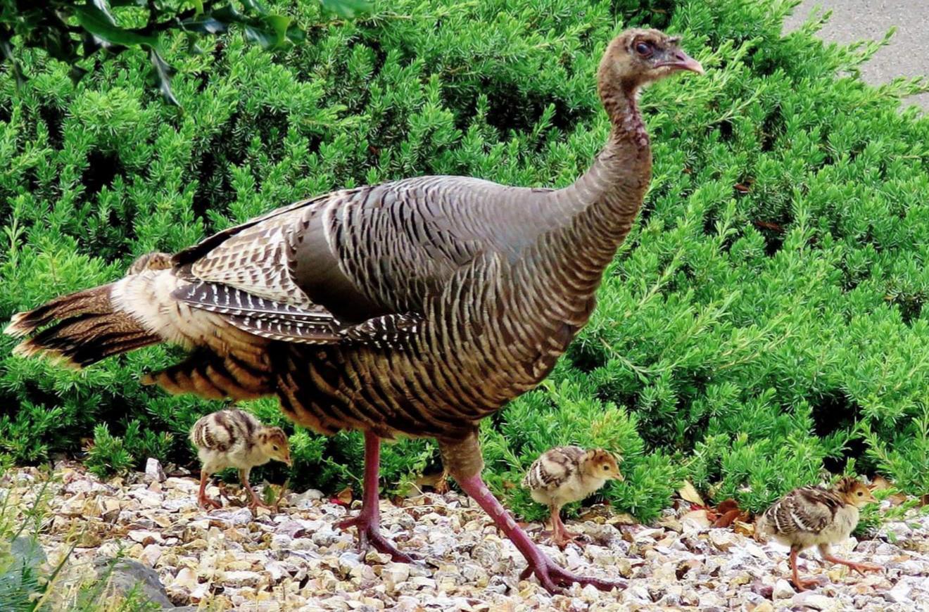 Wild Turkey with her brood. | Scrolller