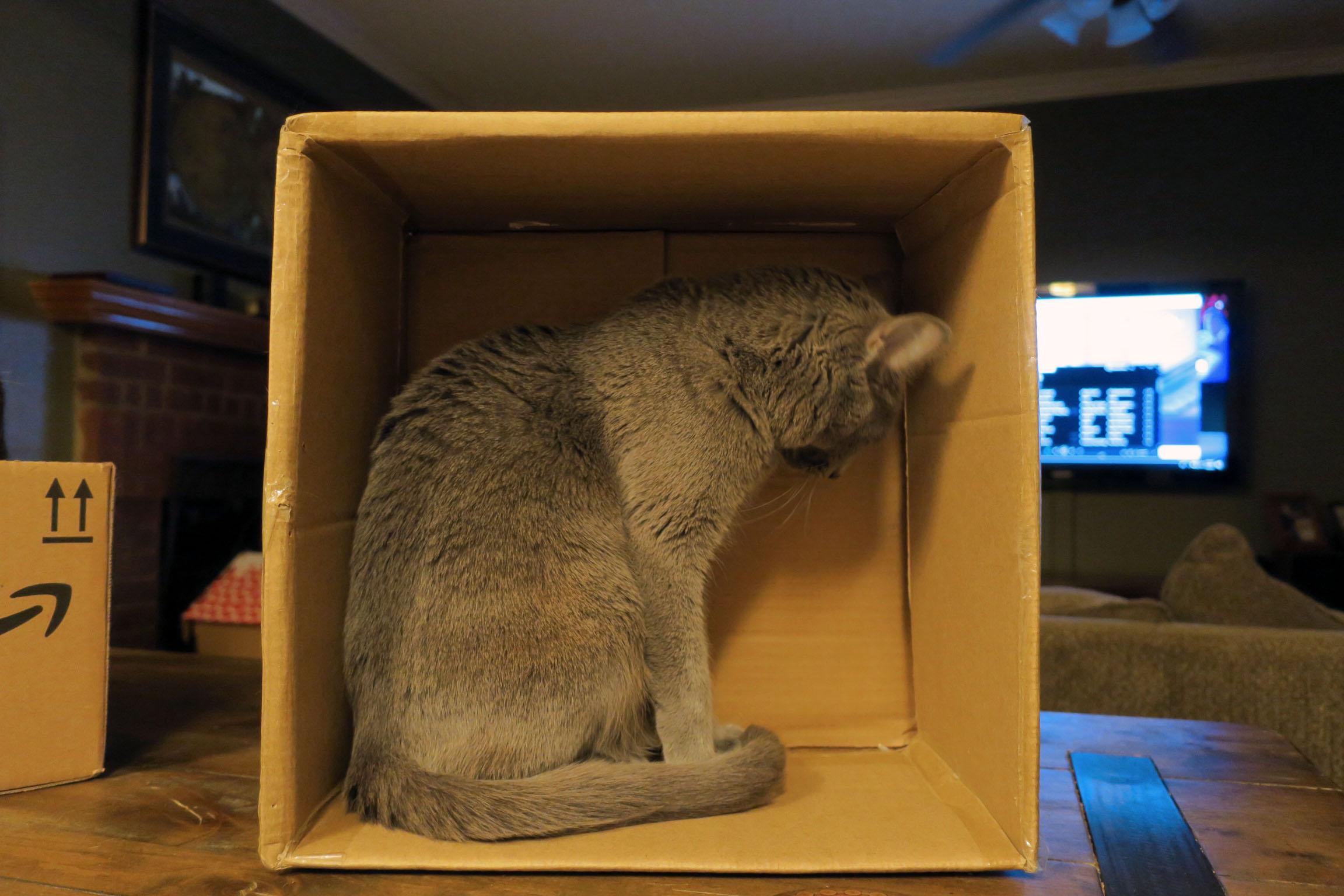 Willow getting a timeout in the box of shame. | Scrolller