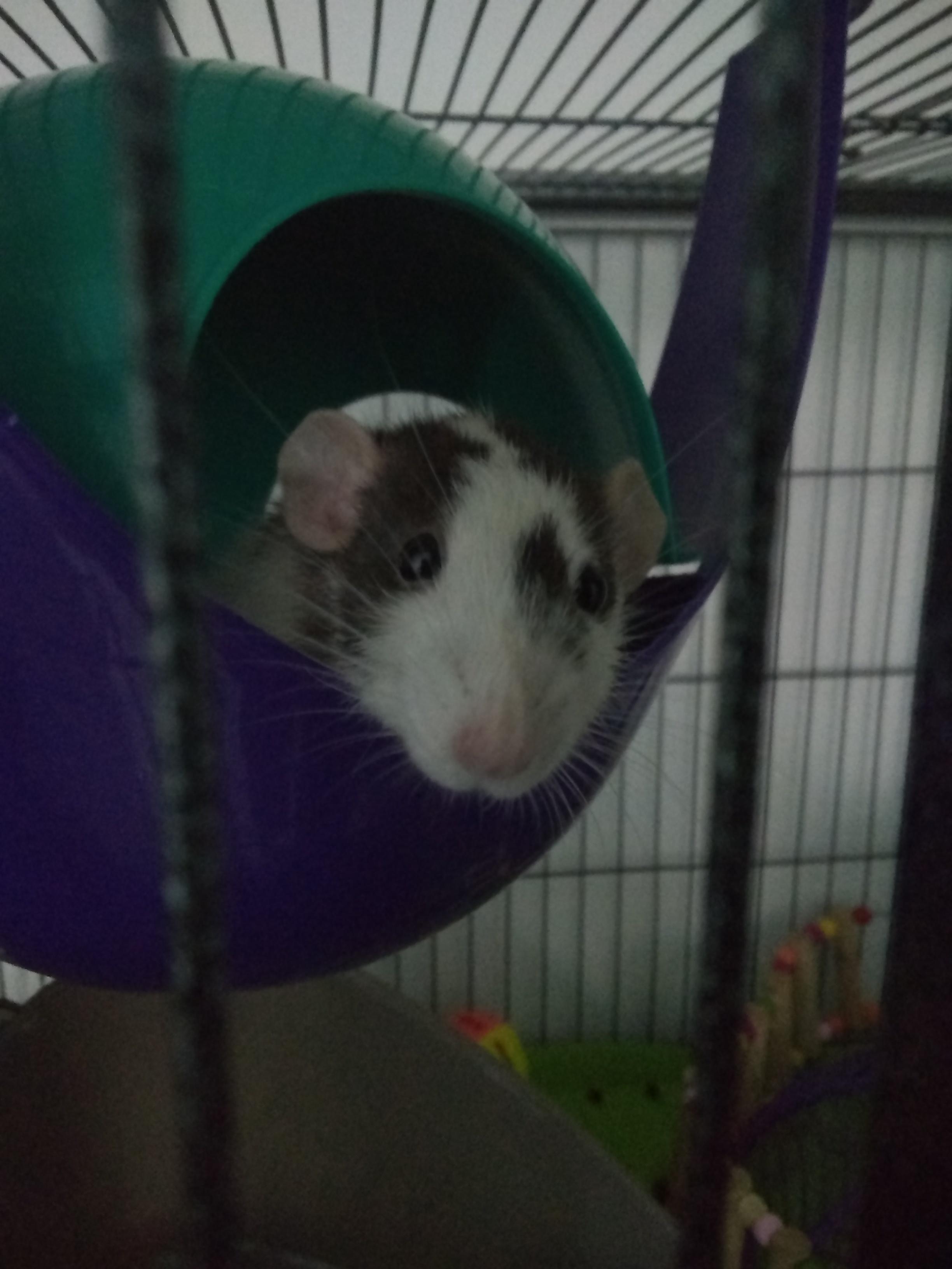 Willow the rat 😍 | Scrolller