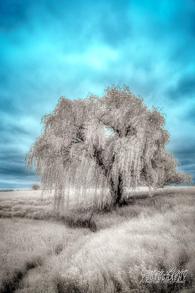 Willow tree | Scrolller