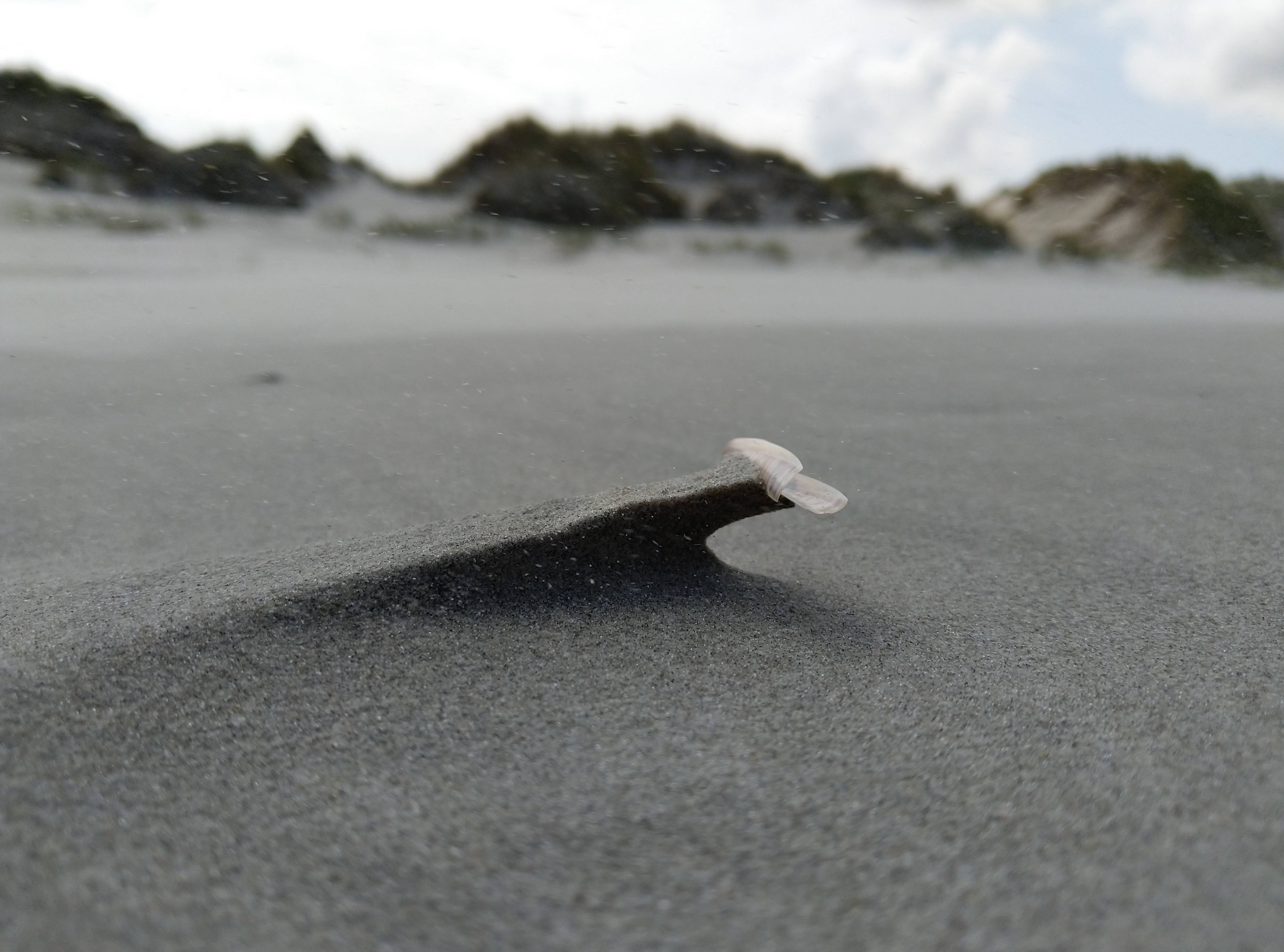 Wind sculpture holding up a seashell 🐚 | Scrolller