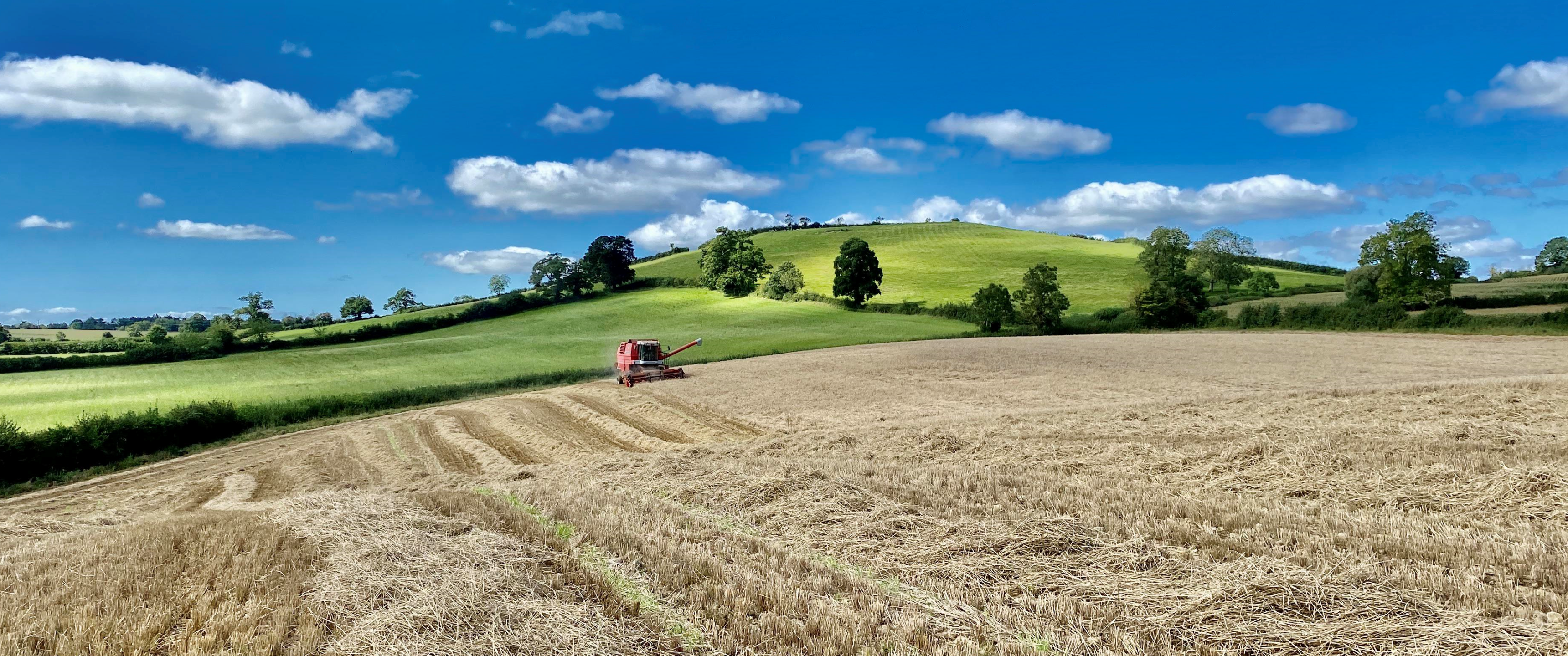 Windows XP "farm" edition | 3440 x 1440 | Scrolller