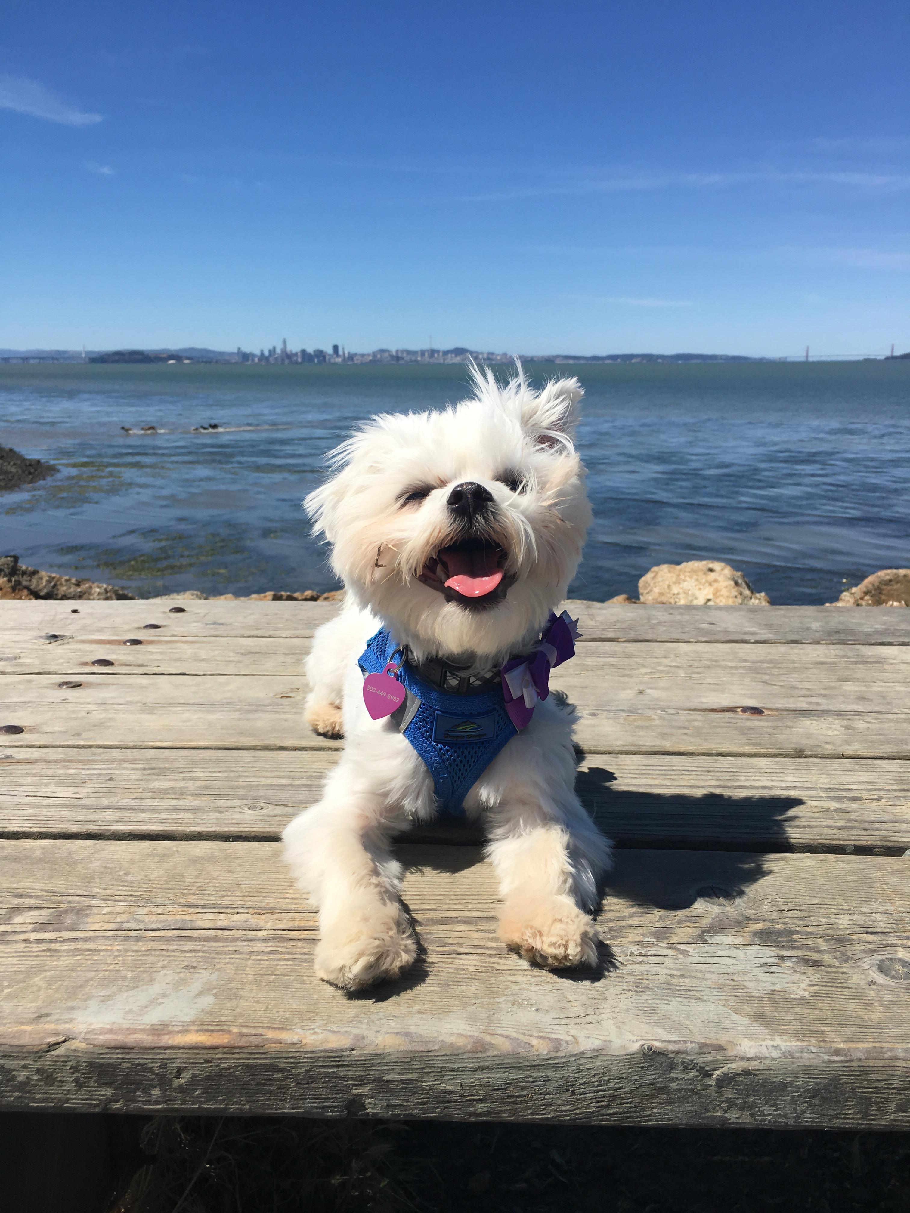 Winnie loves the beach! | Scrolller
