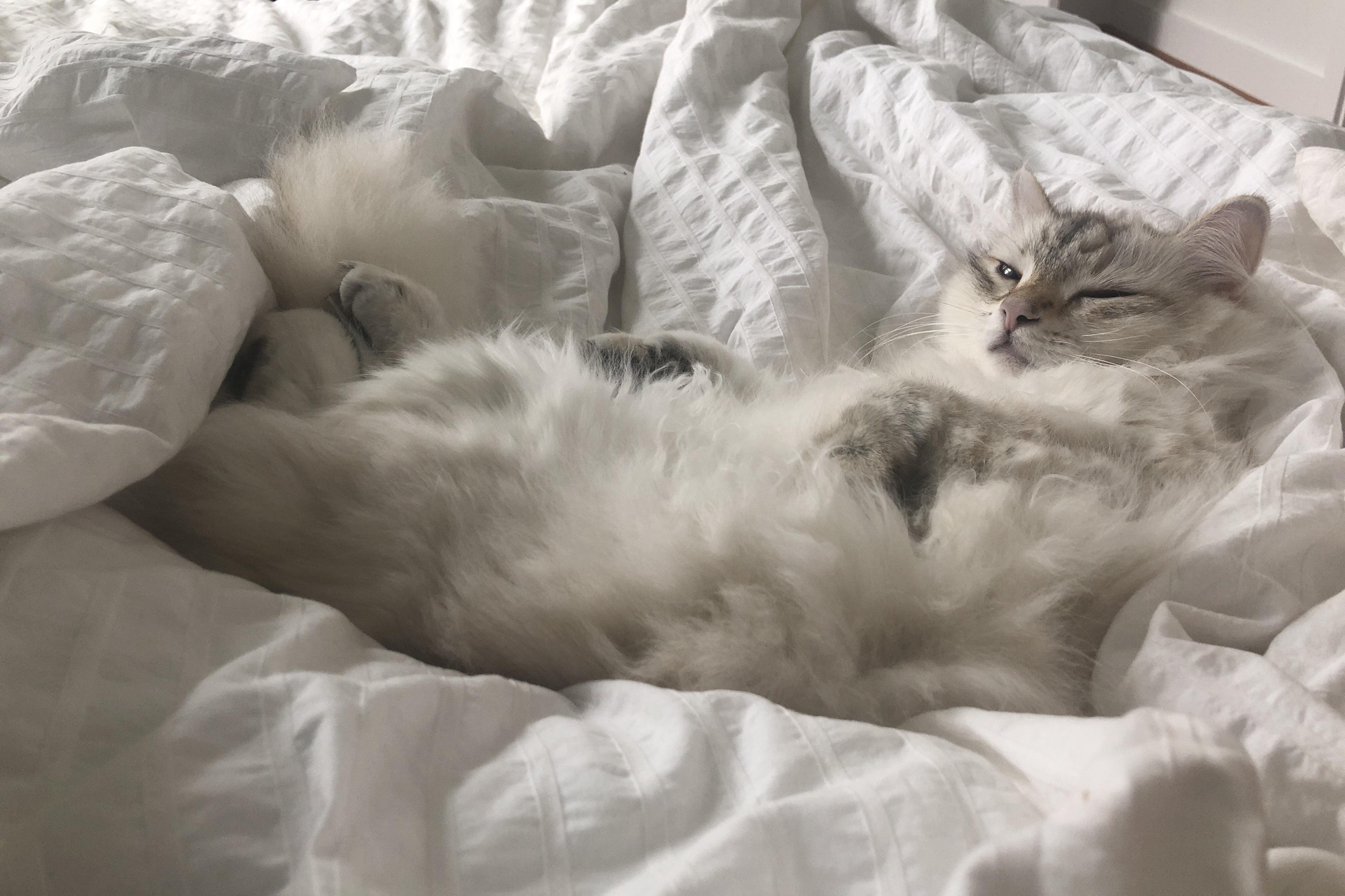 Winter floof | Scrolller