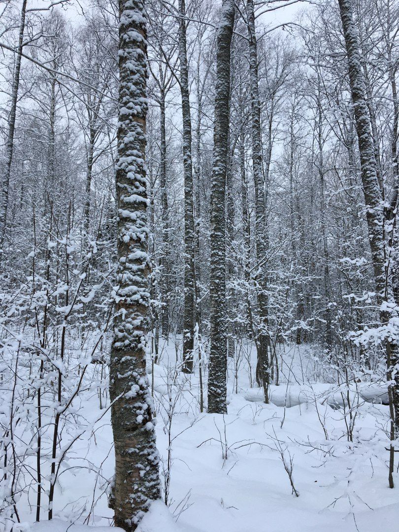 Winter forest | Scrolller