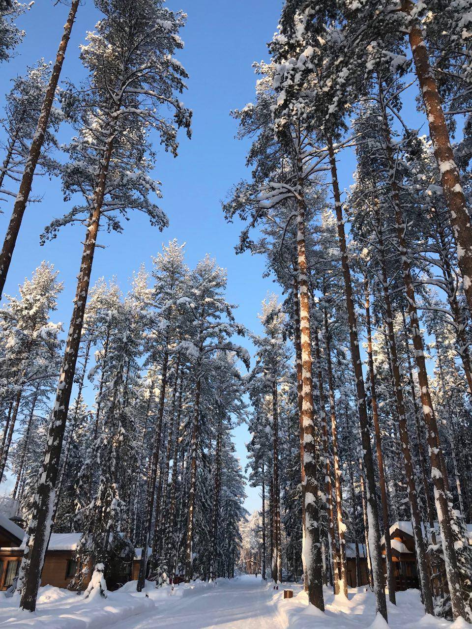 Winter Forest, February 2019 | Scrolller