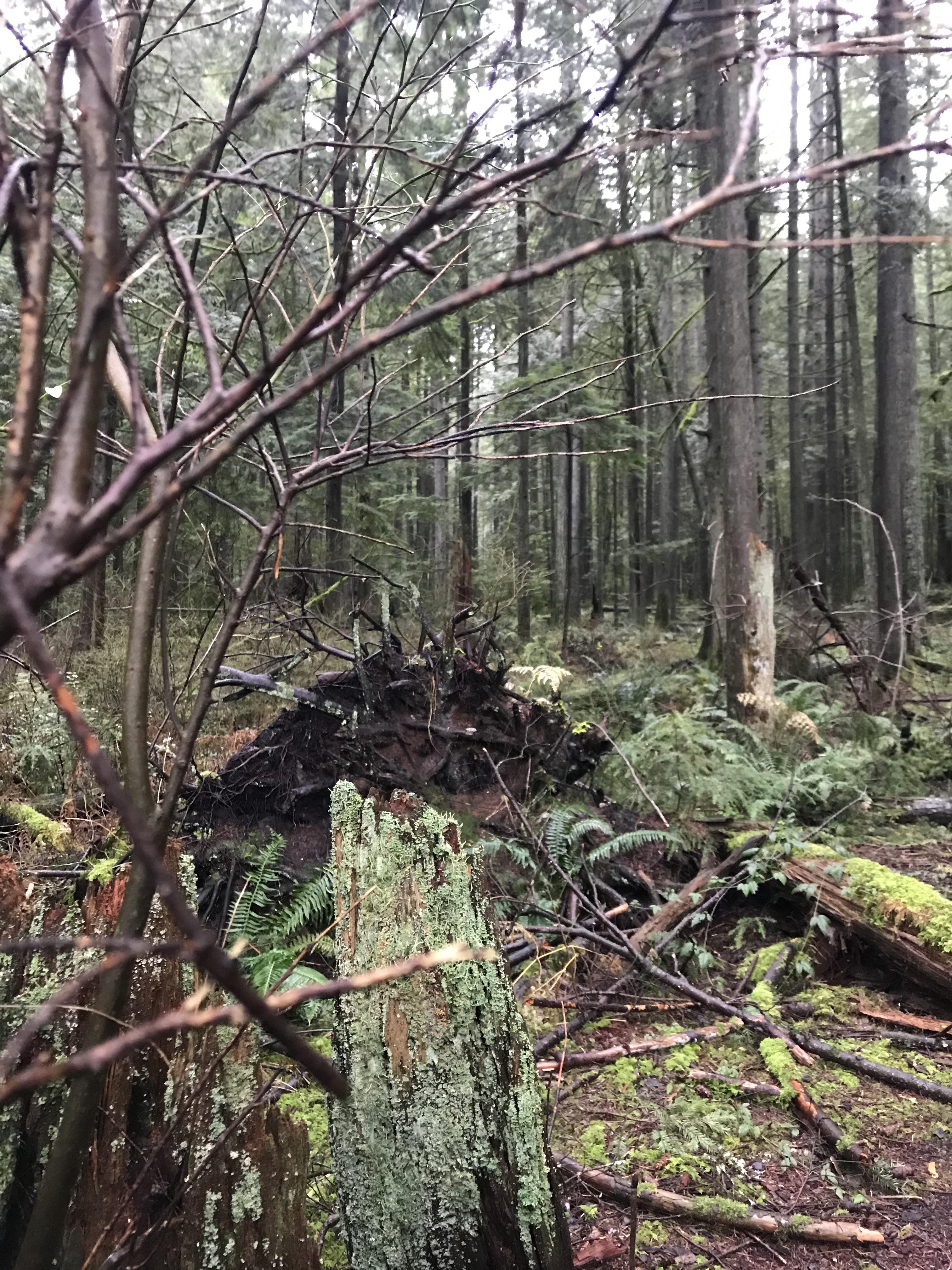 Winter walk | Scrolller