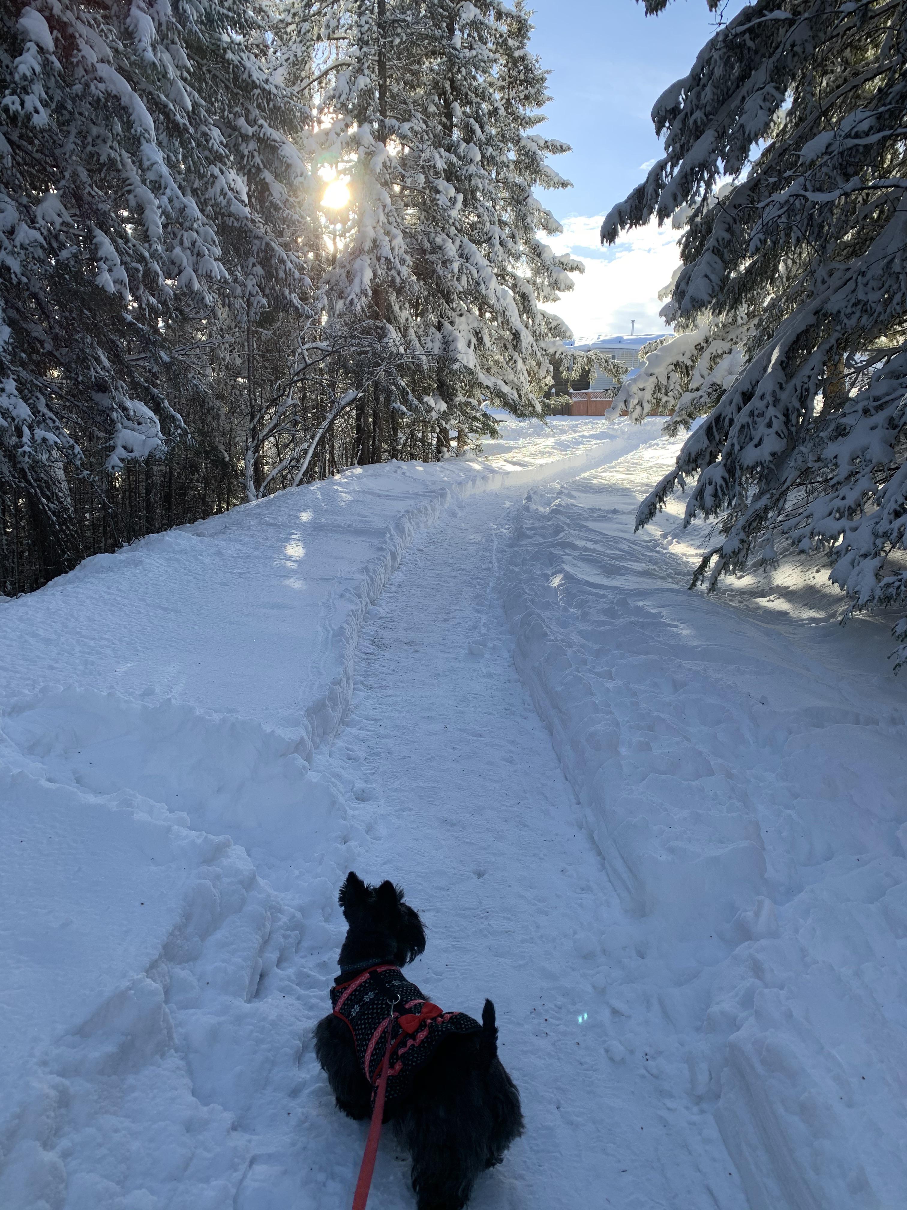 Winter Wonderland | Scrolller