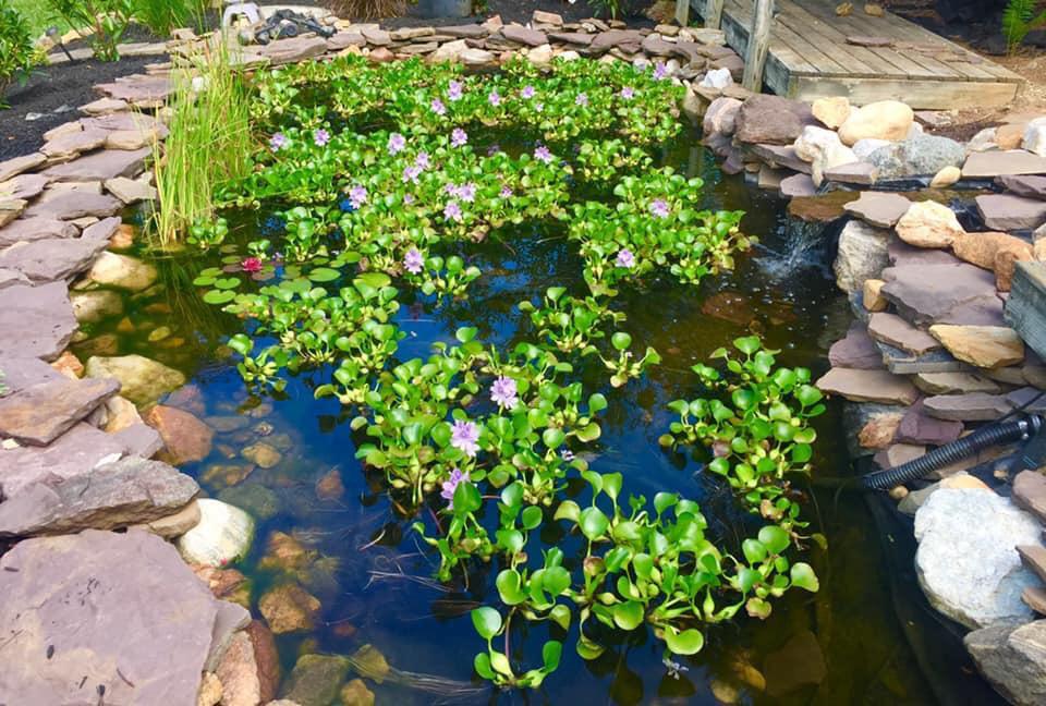 Winterizing a Mid Atlantic Pond- details in comments | Scrolller