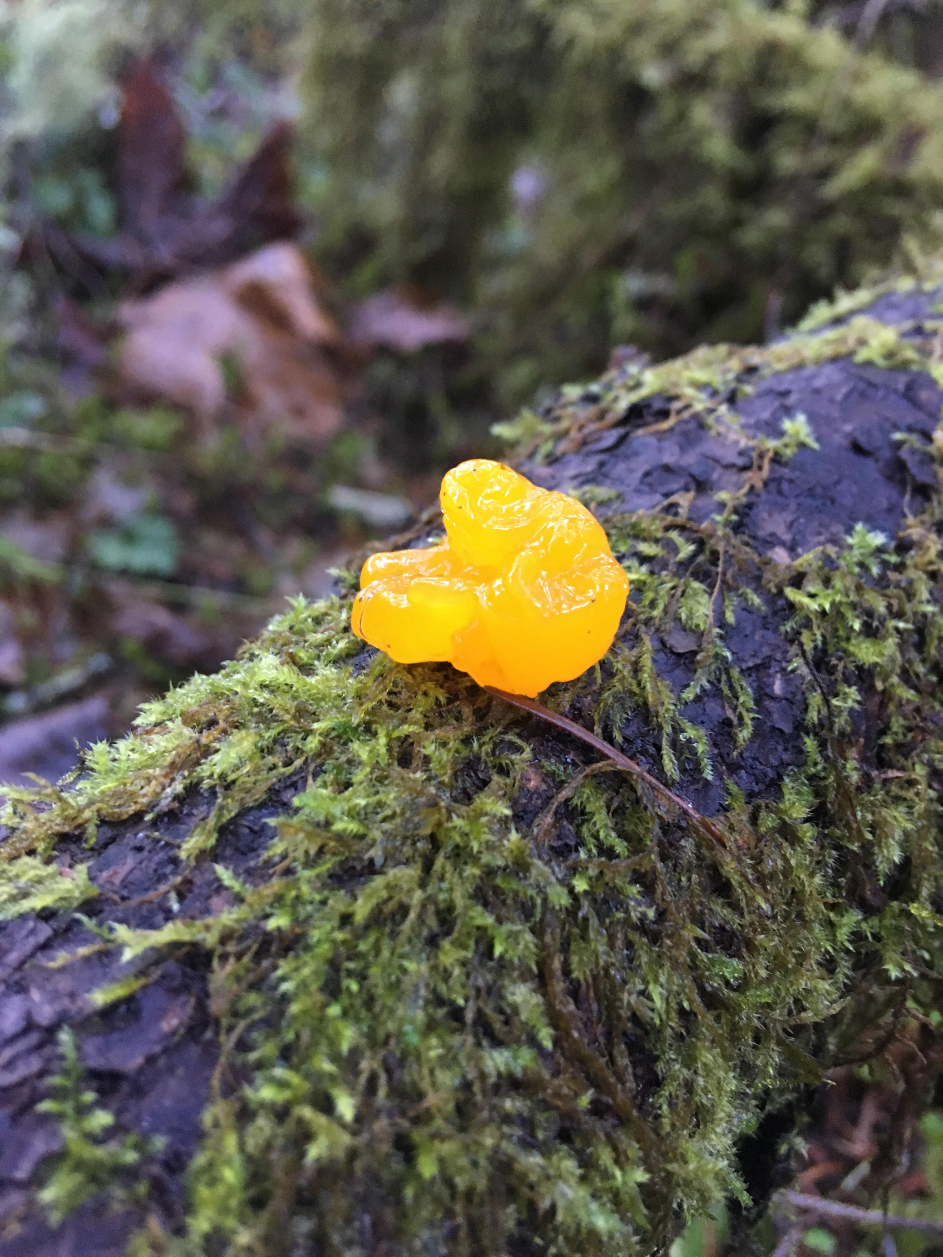 Witches Butter | Scrolller