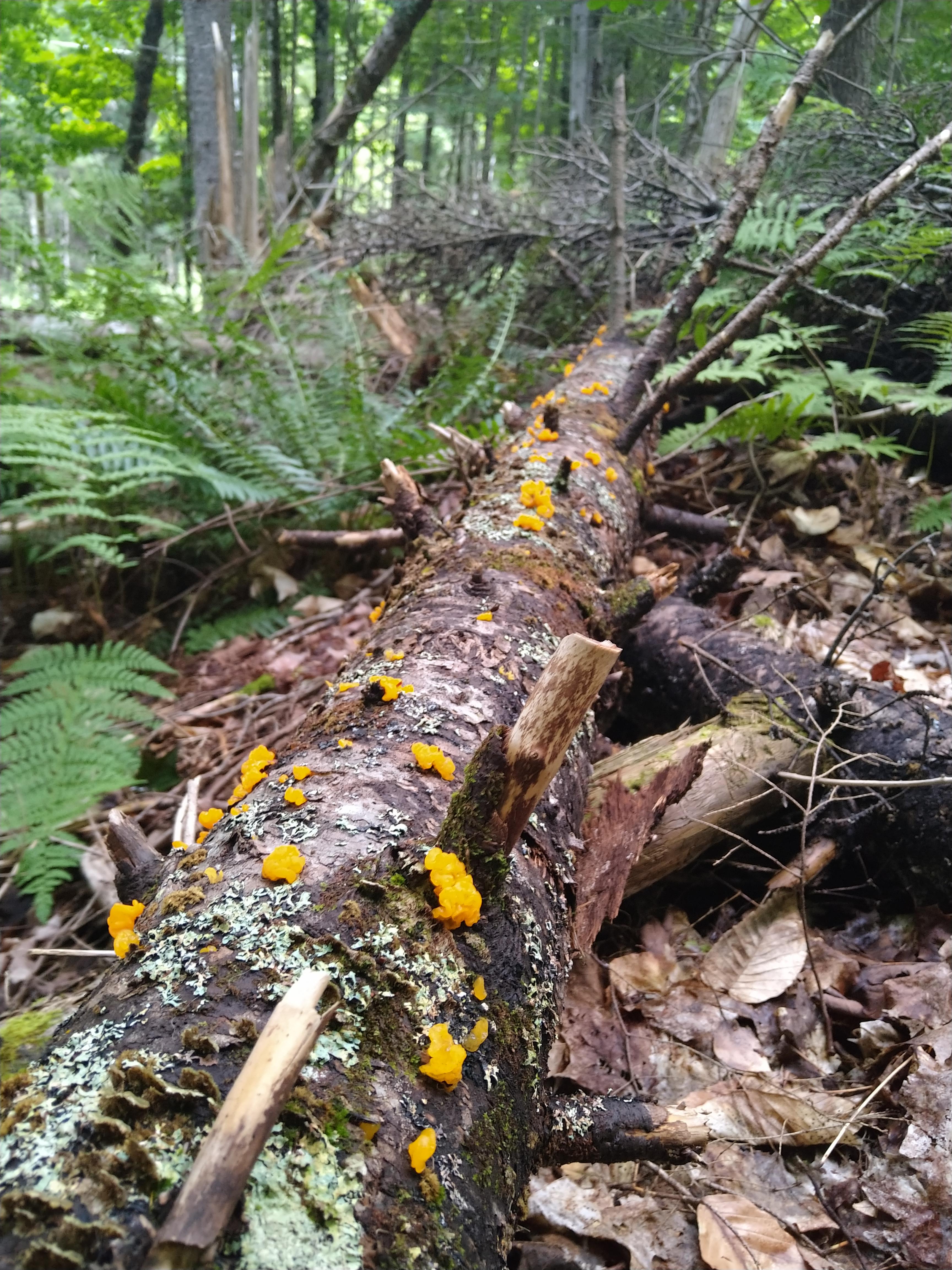 Witch's butter, Northern Maine, Fall 2019 | Scrolller
